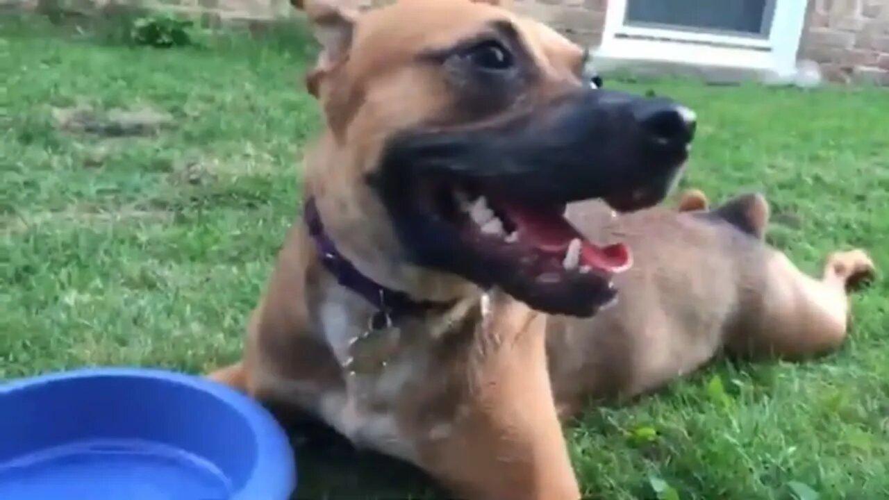 Funny Dogs Videos (Dogs Being Dogs) Compilation - One News Page VIDEO