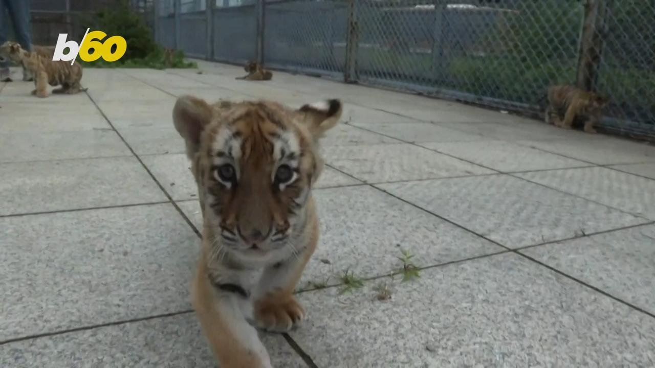 Captive Siberian Tigers Trained to Release Back - One News Page VIDEO