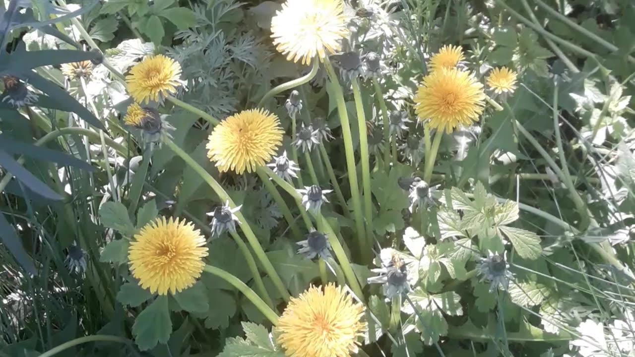 Dandelions in spring - One News Page VIDEO