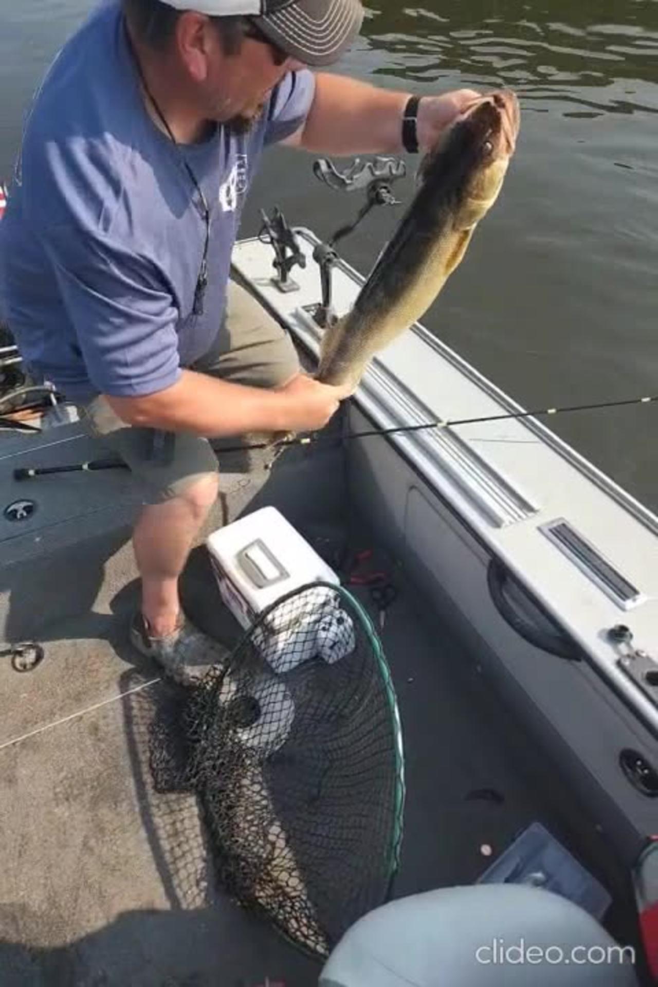 Joe Newcomb releases this 28.5 inch walleye and - One News Page VIDEO