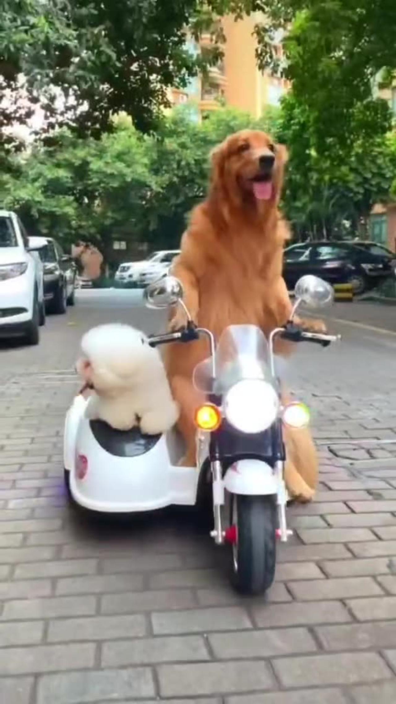 Cute dog video - One News Page VIDEO