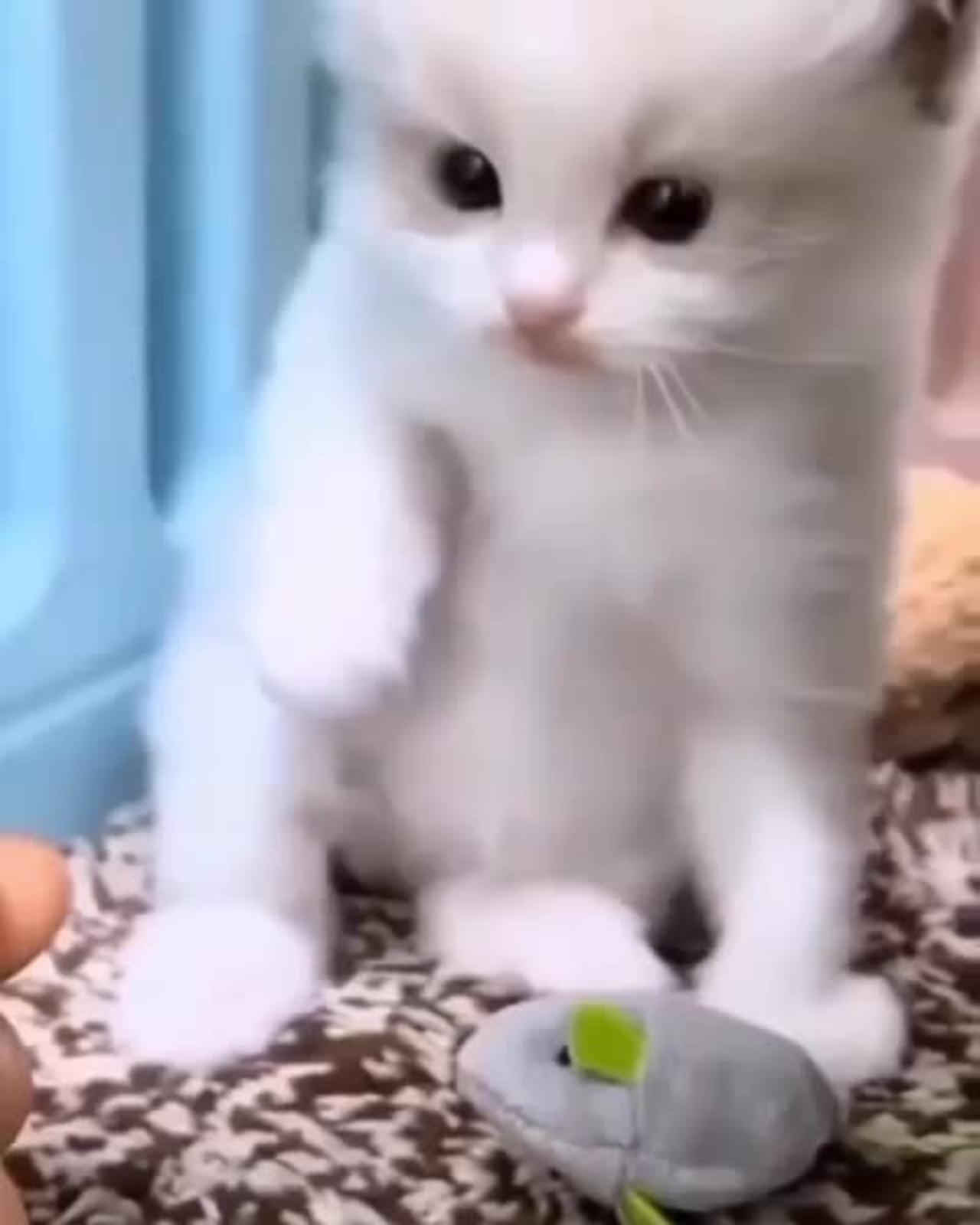 Cute cats and dogs planets - One News Page VIDEO