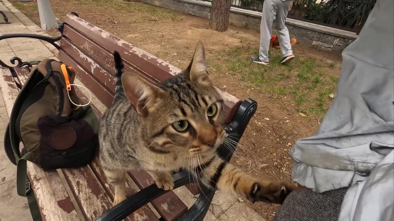 Stray cat asking for affection in a cute way - One News Page VIDEO