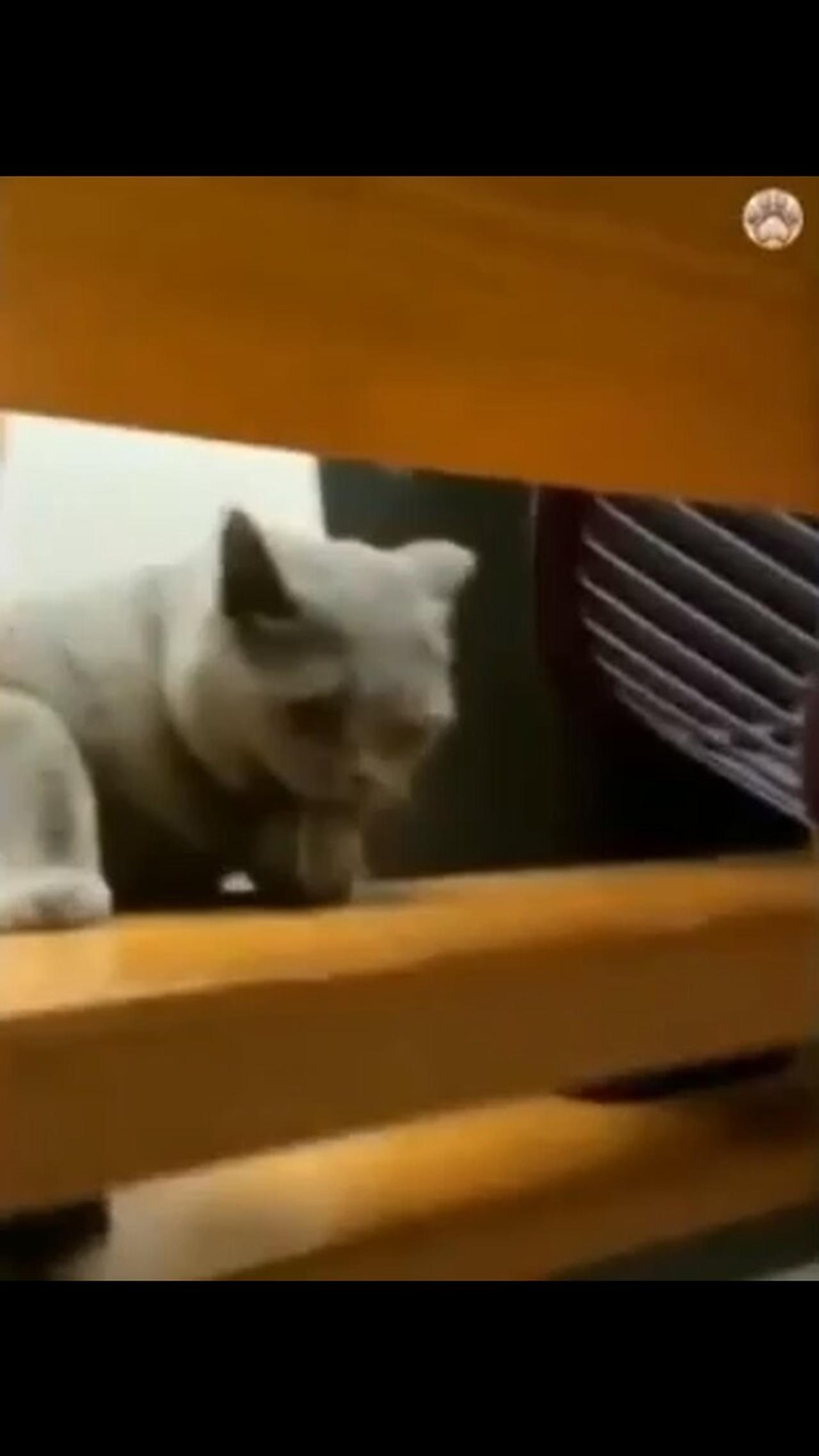 Pets funny videos - One News Page VIDEO