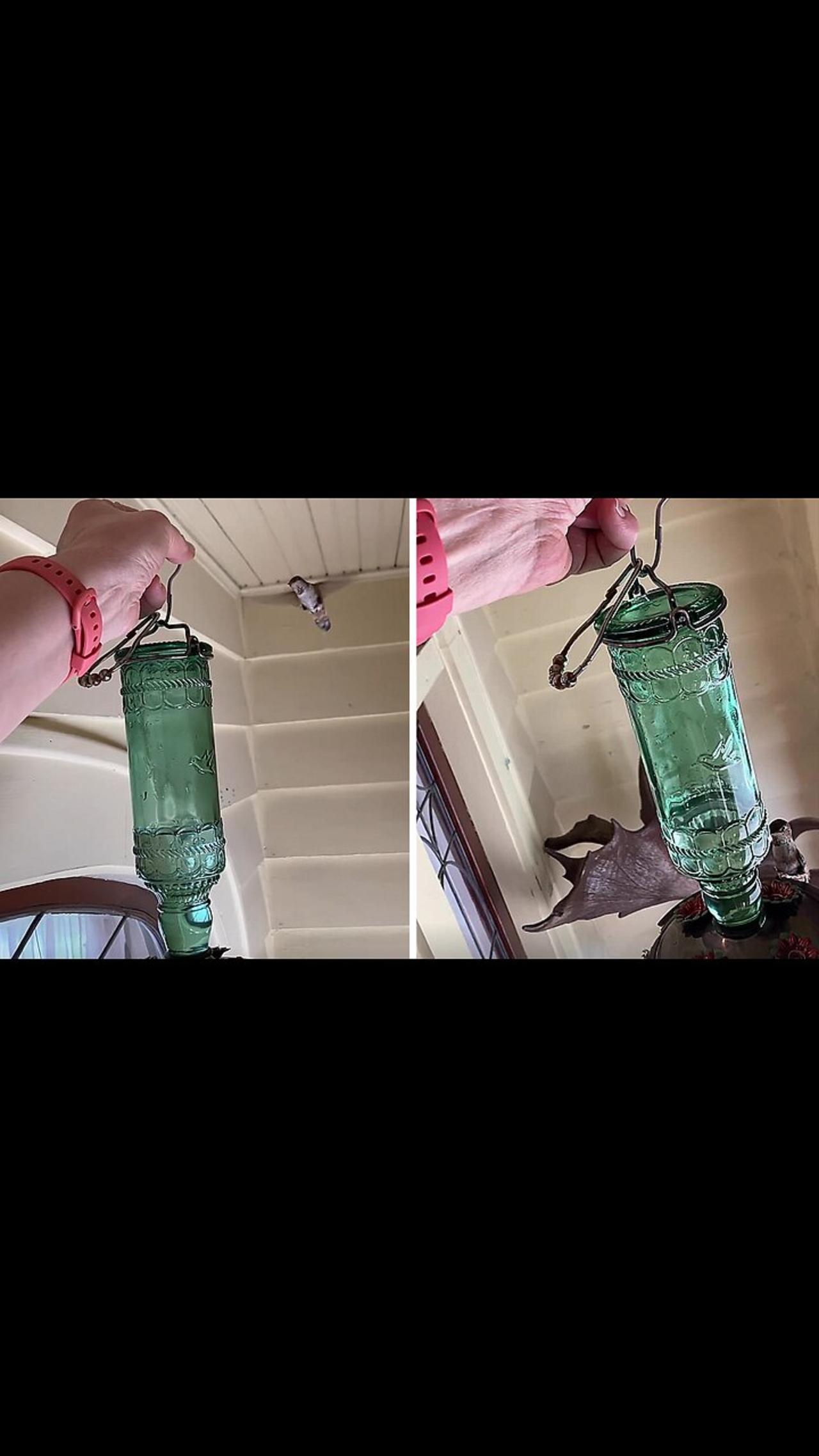Incredible woman saves hummingbird trapped at - One News Page VIDEO