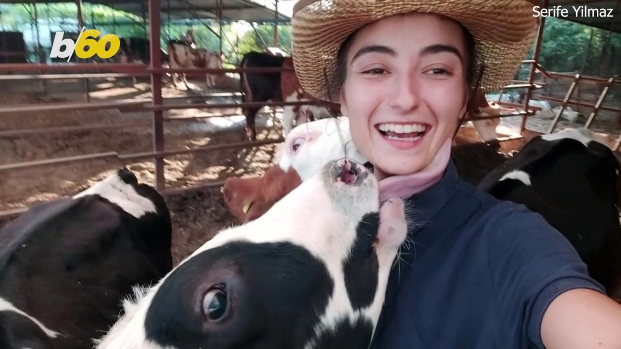 Adorable Cow Goes Viral for Selfie Pose - One News Page VIDEO