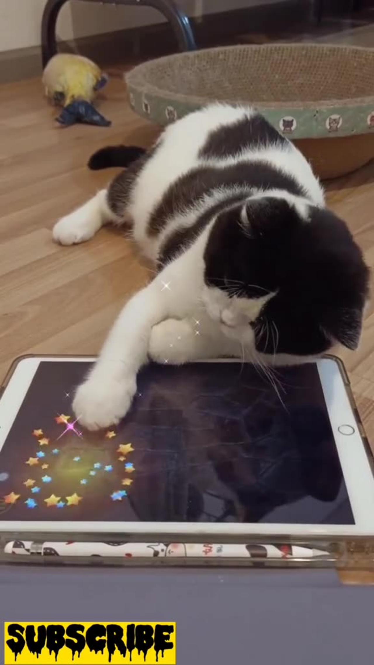 Funny Cat with Tab - One News Page VIDEO