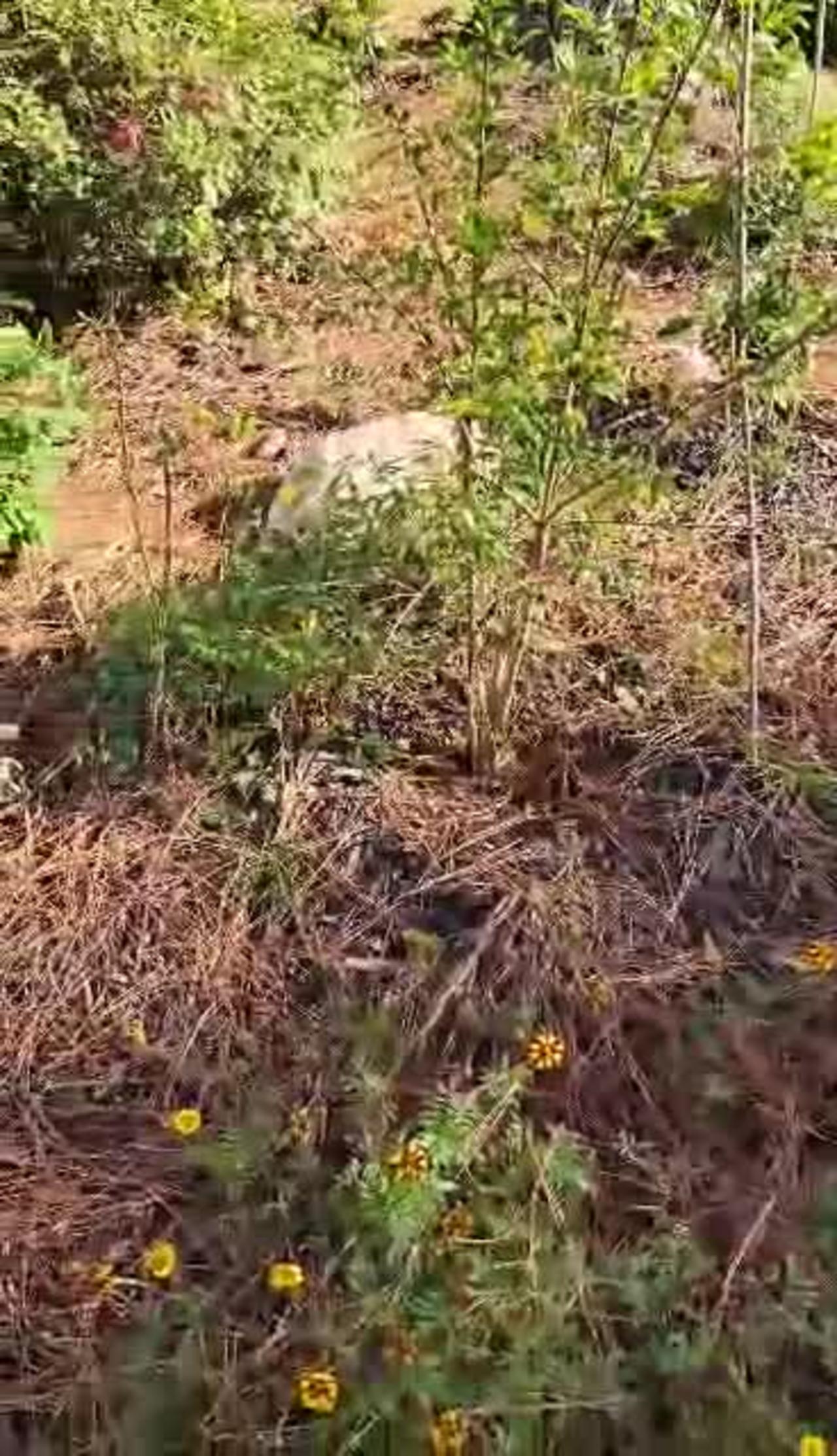 Permaculture Alien Pomegranate Loquat Hillside - One News Page VIDEO