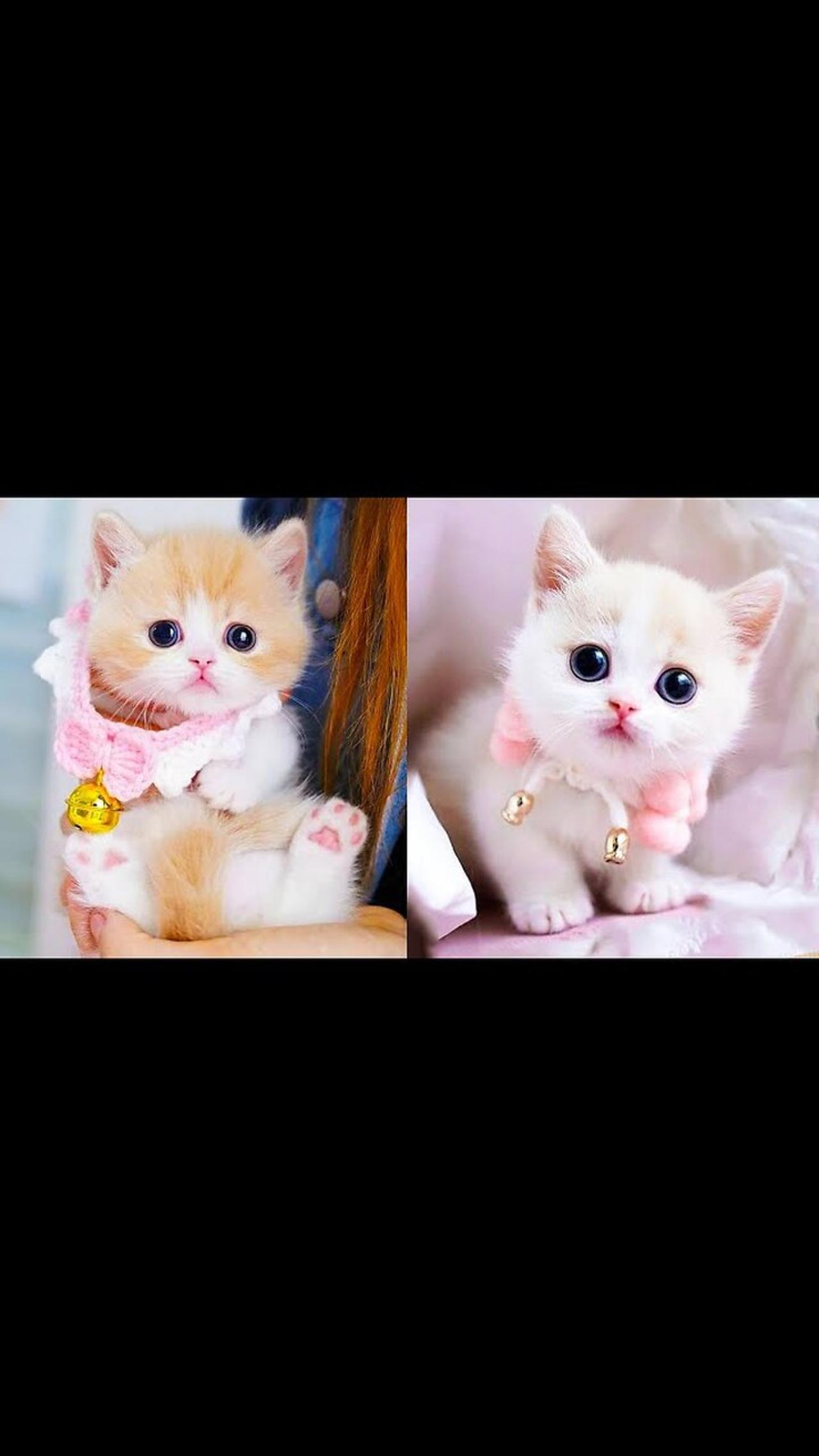 Baby Cats - Cute and Funny Cat Videos - One News Page VIDEO