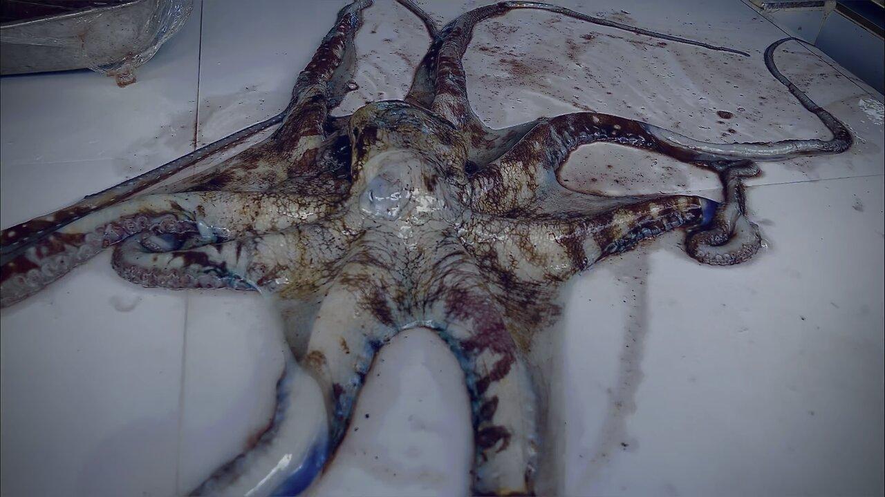 Chameleon of the Sea: Watch This Live Octopus - One News Page VIDEO