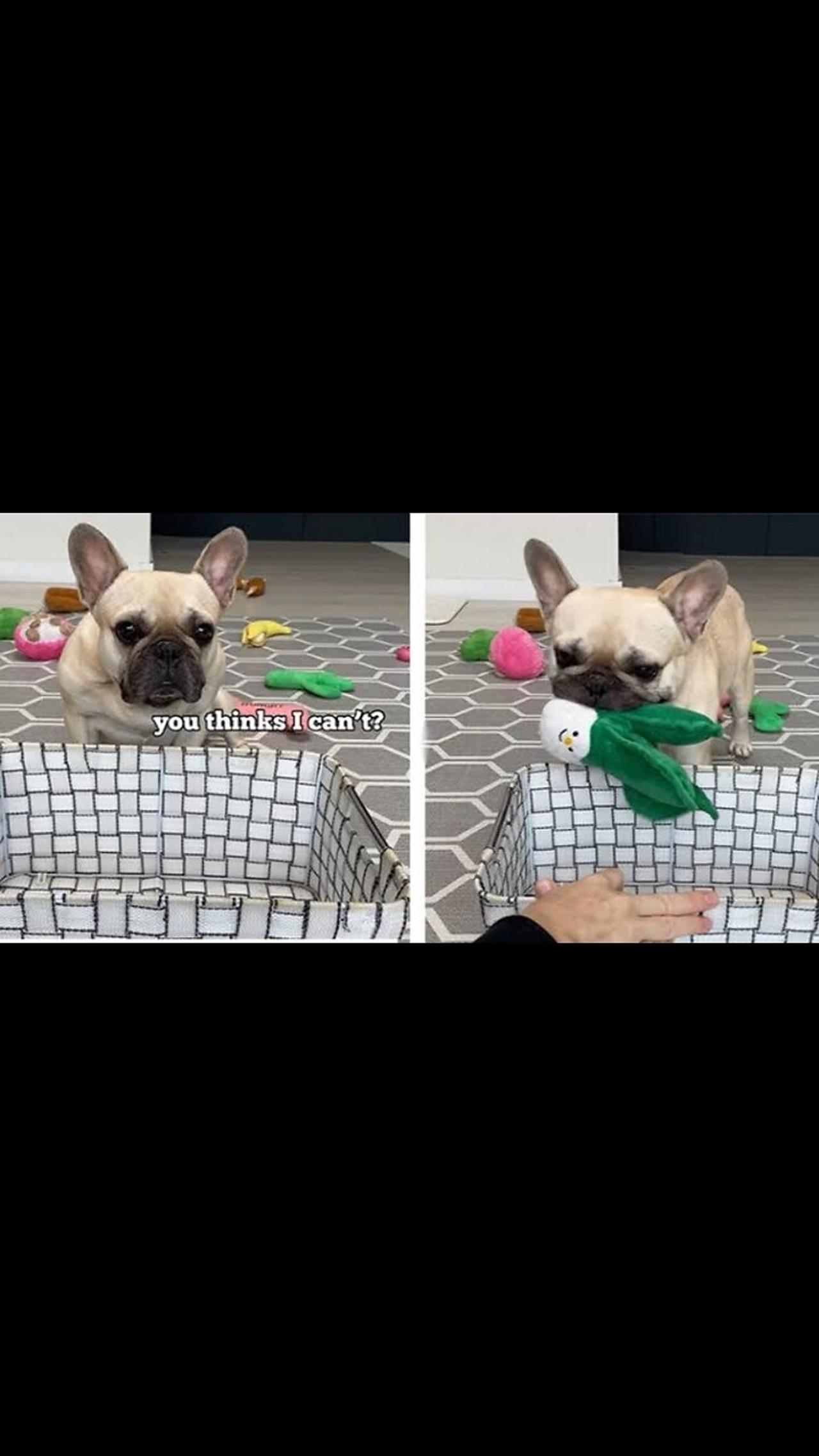 Funny Animal Voiceover - The farting Frenchie - One News Page VIDEO