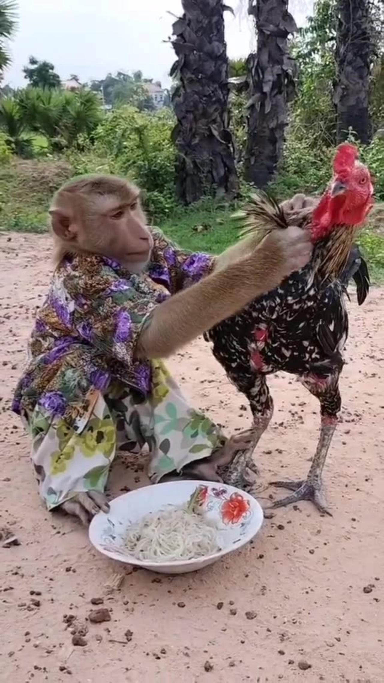 monkey 🐒 with chicken 🐔 - One News Page VIDEO