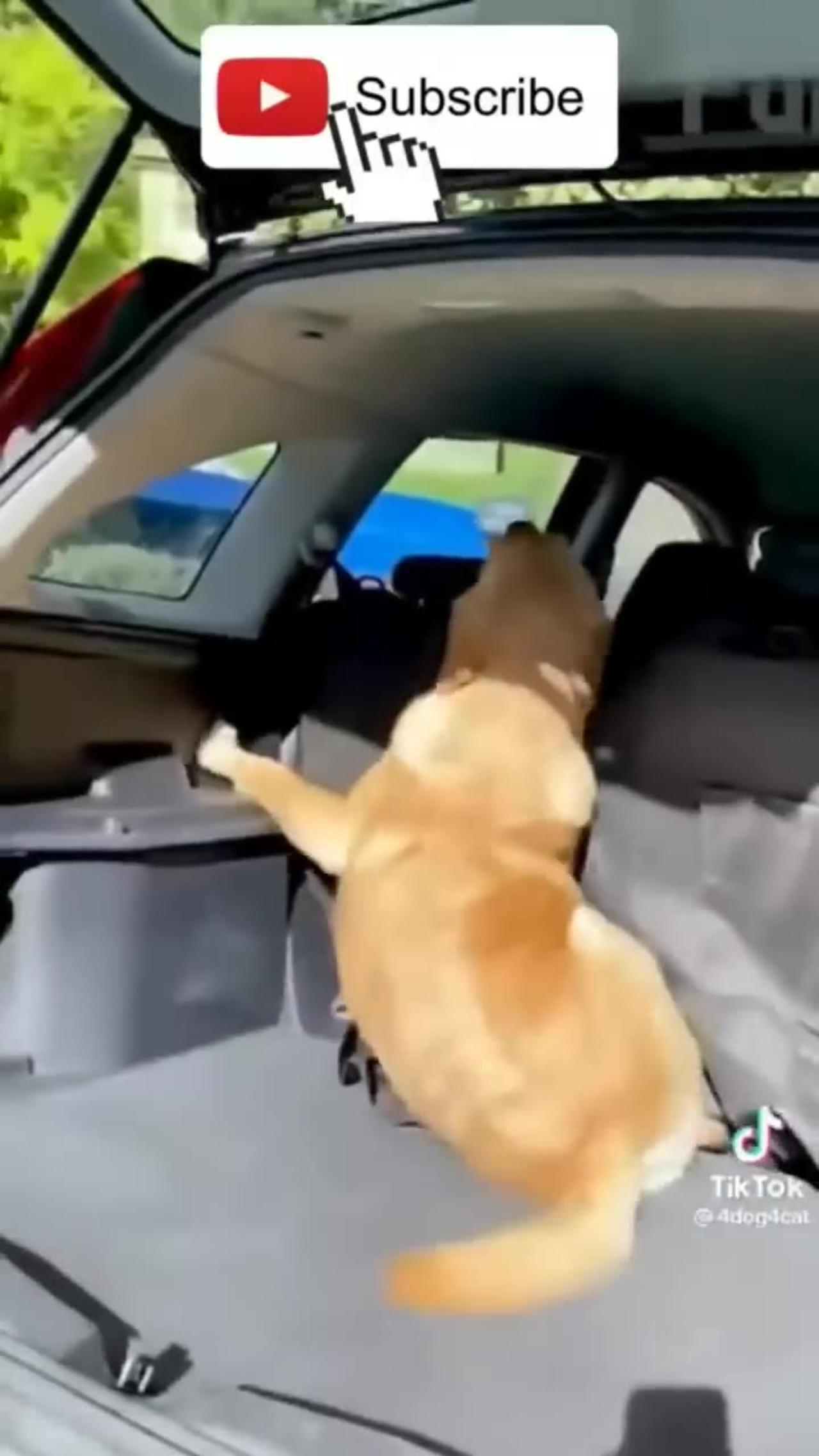 Cute and funny cats and dogs - One News Page VIDEO