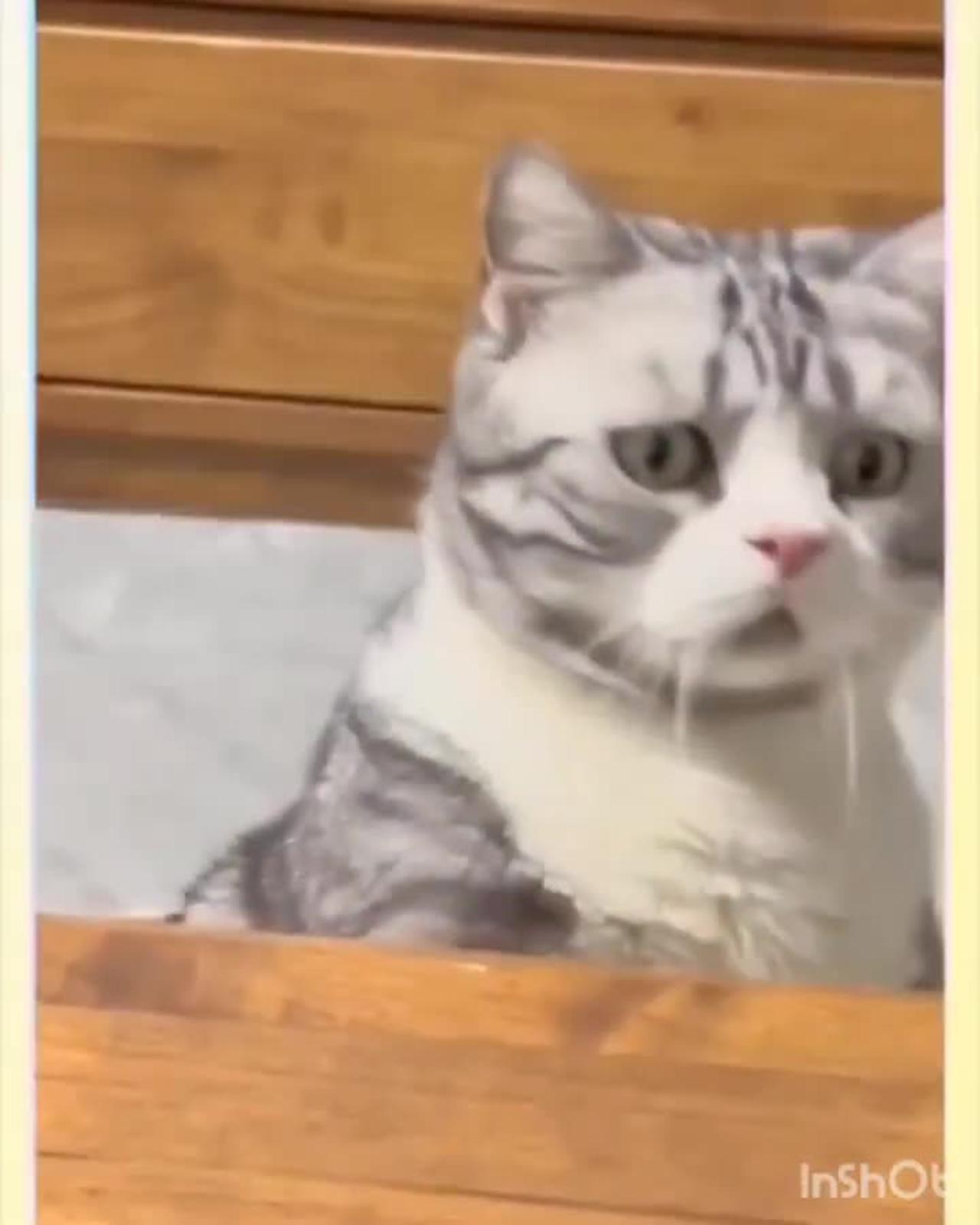 Funny Animal fight - One News Page VIDEO