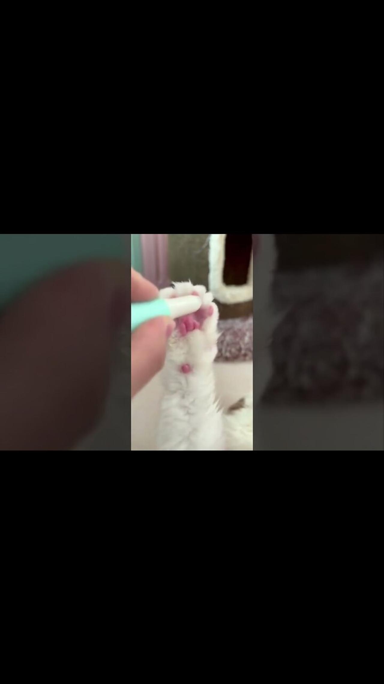 Hilarious Short Clips of Funny Animals - One News Page VIDEO