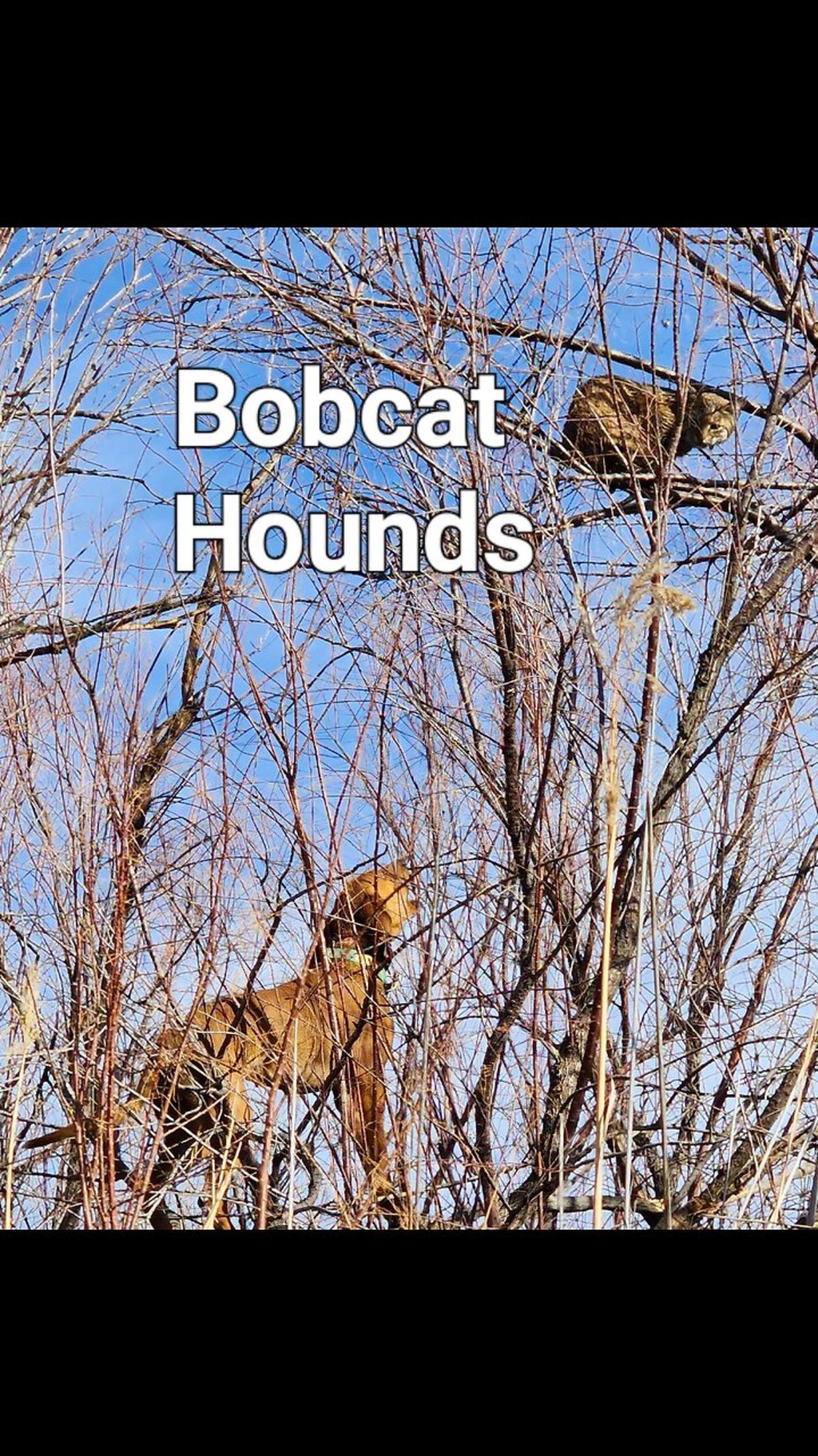 Bobcat Hounds, High Country to Low Country - One News Page VIDEO