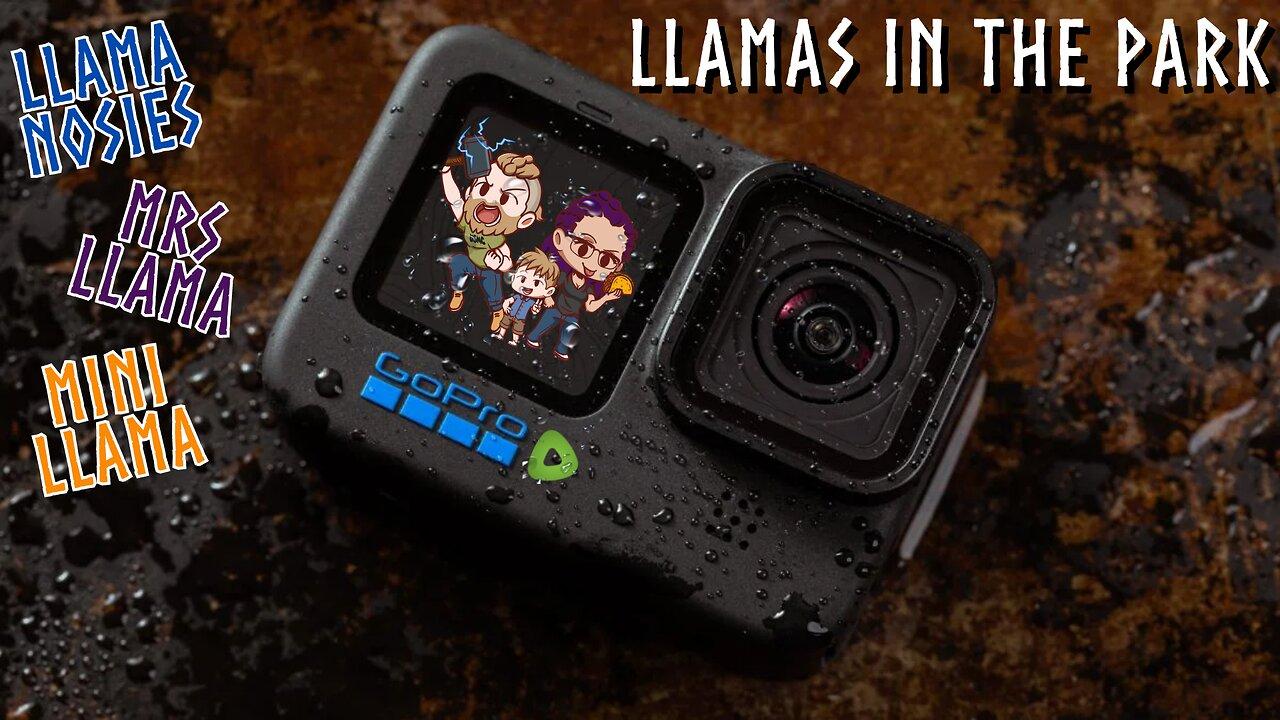 FIRST GOPRO LIVESTREAM WITH THE LLAMA FAMILY! - One News Page VIDEO