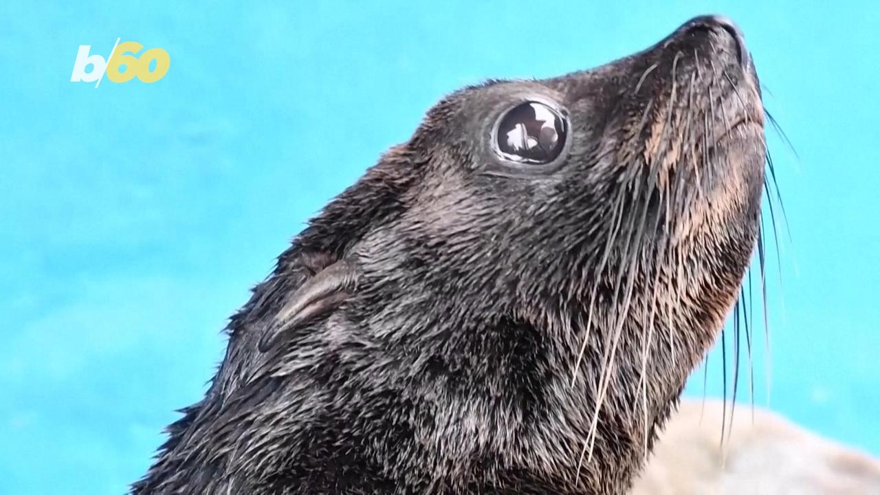 Injured Sea Lion Saved by Experts in Alarming - One News Page VIDEO