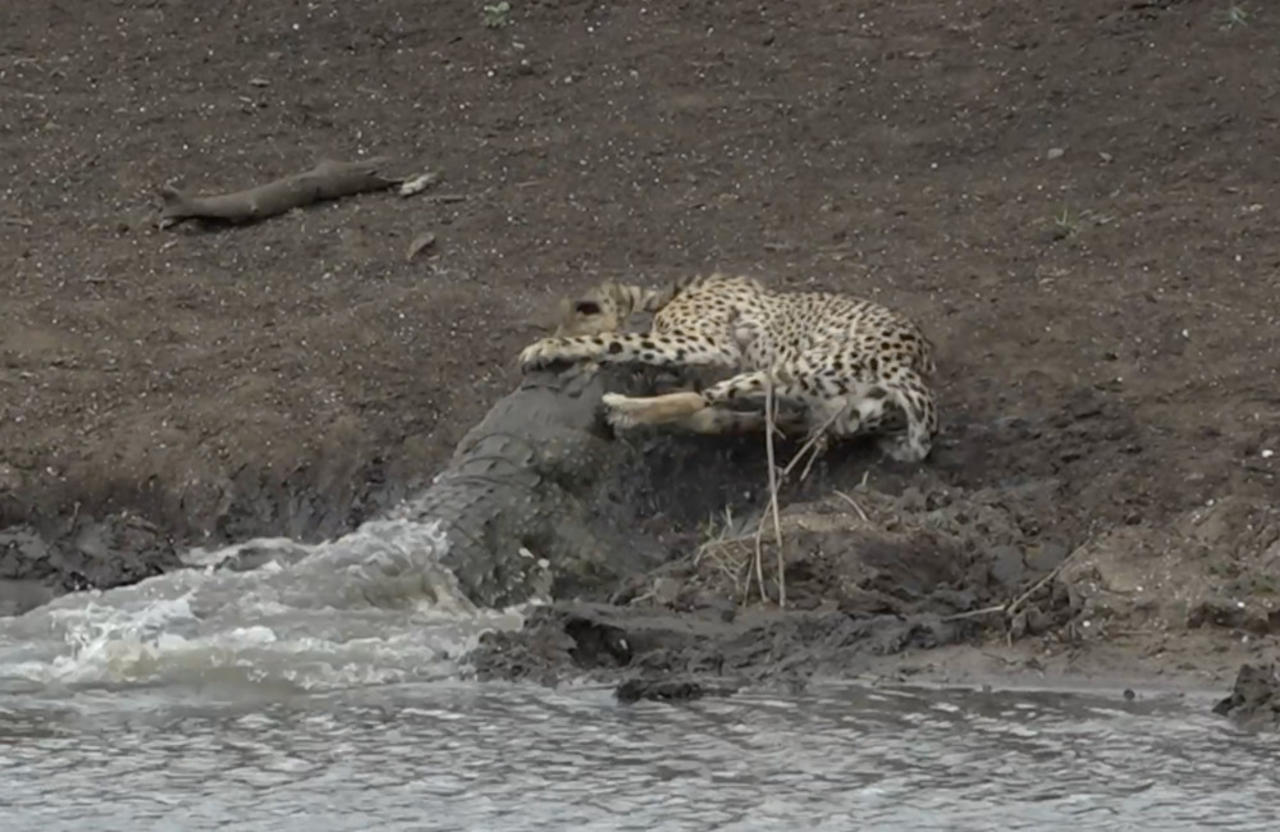 Tragic encounter in the wild: A cheetah cub's - One News Page VIDEO