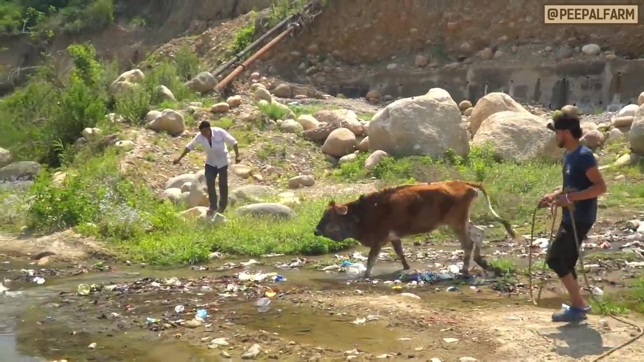 Cow rescue in India - One News Page VIDEO