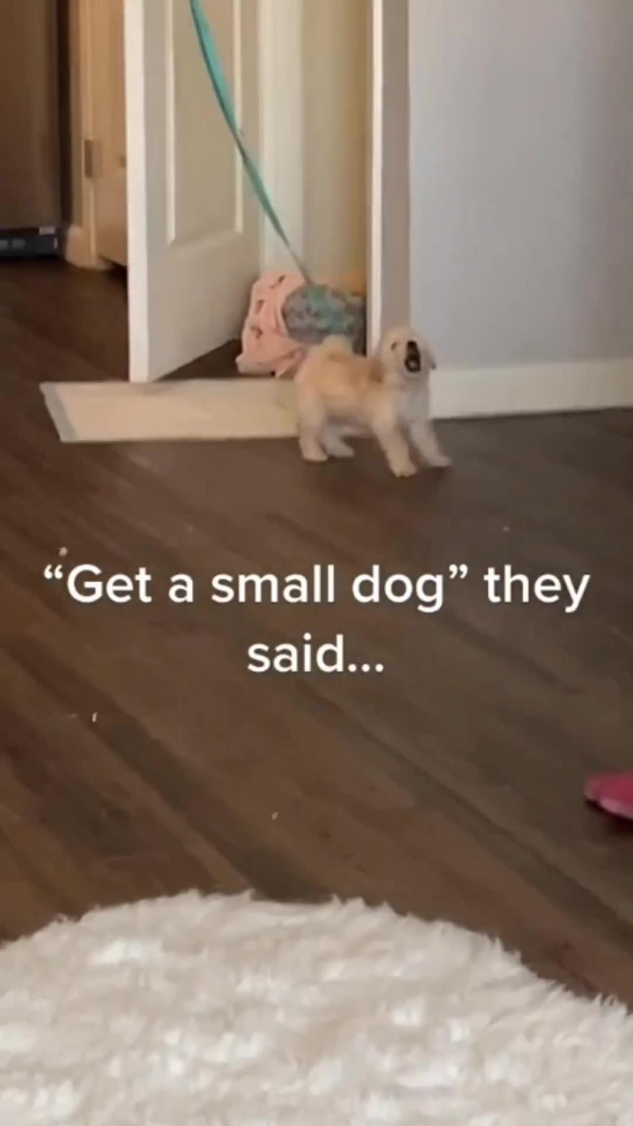 Funny dog cat fun time - One News Page VIDEO