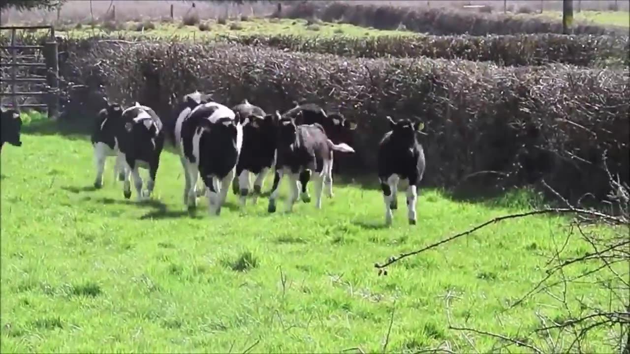 Cows Go Moo (Baby Edition) - CUTEST Compilation - One News Page VIDEO