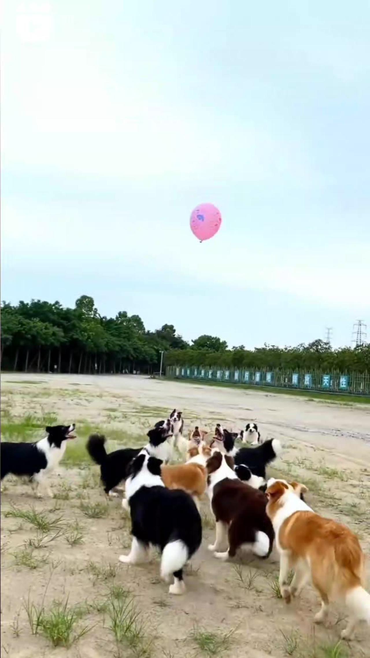 Animal lover 💕 - One News Page VIDEO