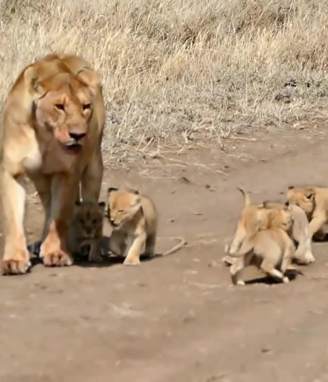 A beautiful lioness and her cute babies - One News Page VIDEO