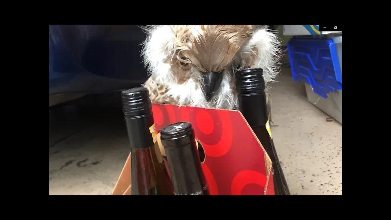 July 30, 2020 - A Hootch Owl Mourns Wasted Wine - One News Page VIDEO