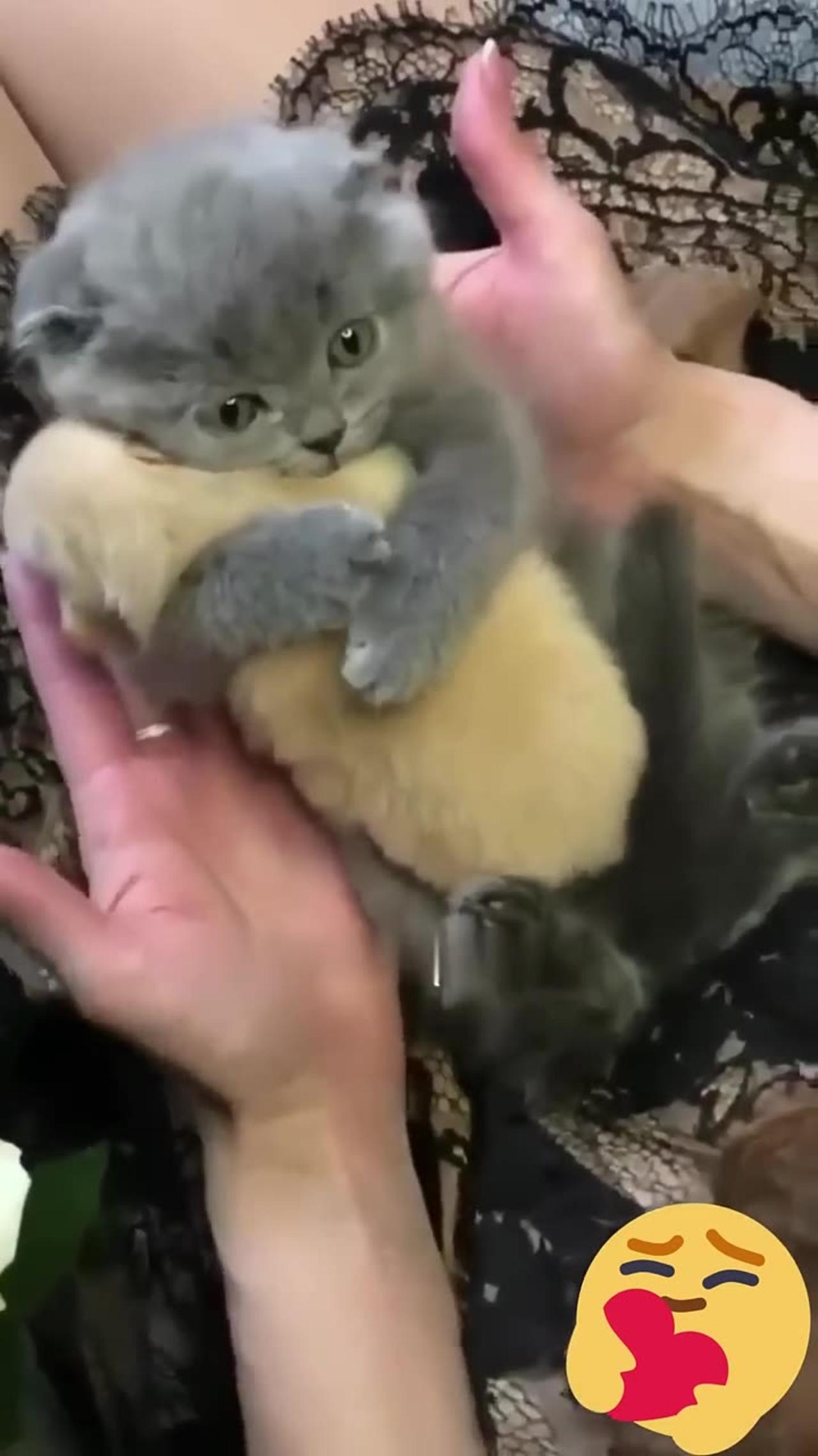 Soft Hearts: Cats show affection for other - One News Page VIDEO