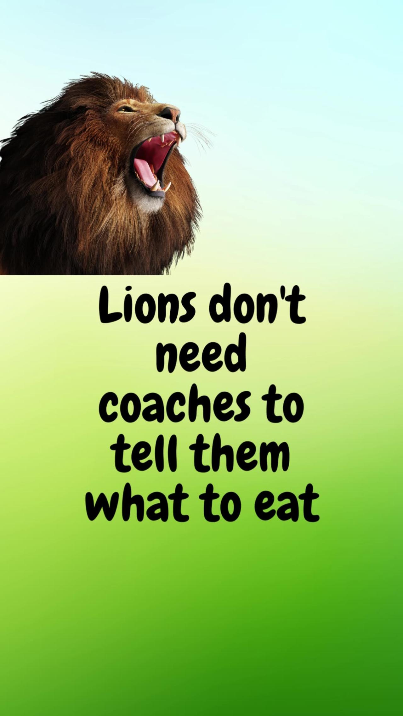 Lions don't need coaches to tell them what - One News Page VIDEO
