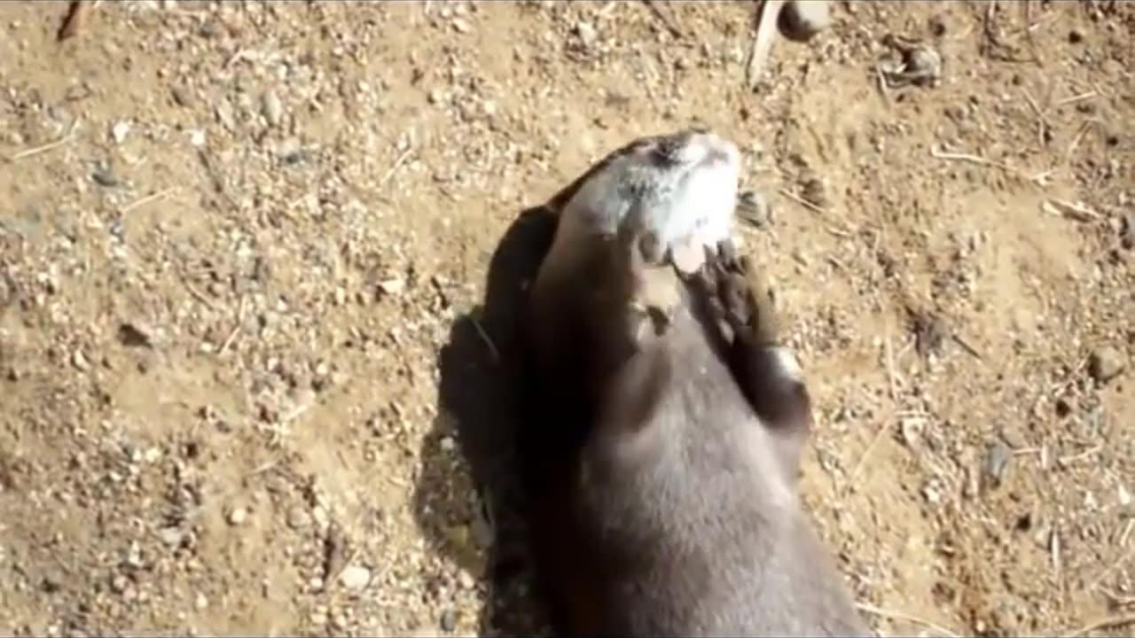 Magic Otter - The Translation - One News Page VIDEO