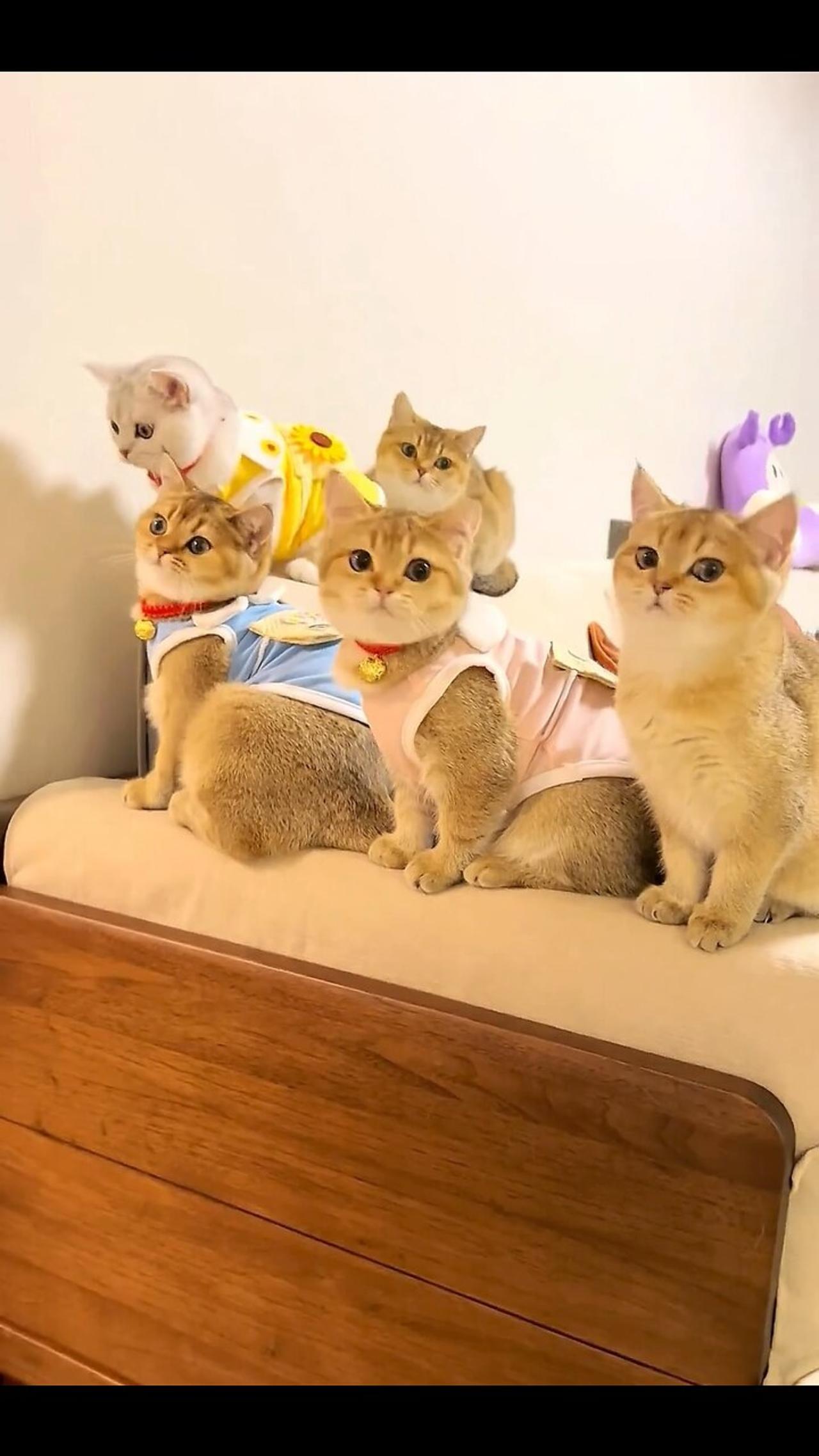 Dancing cats - One News Page VIDEO