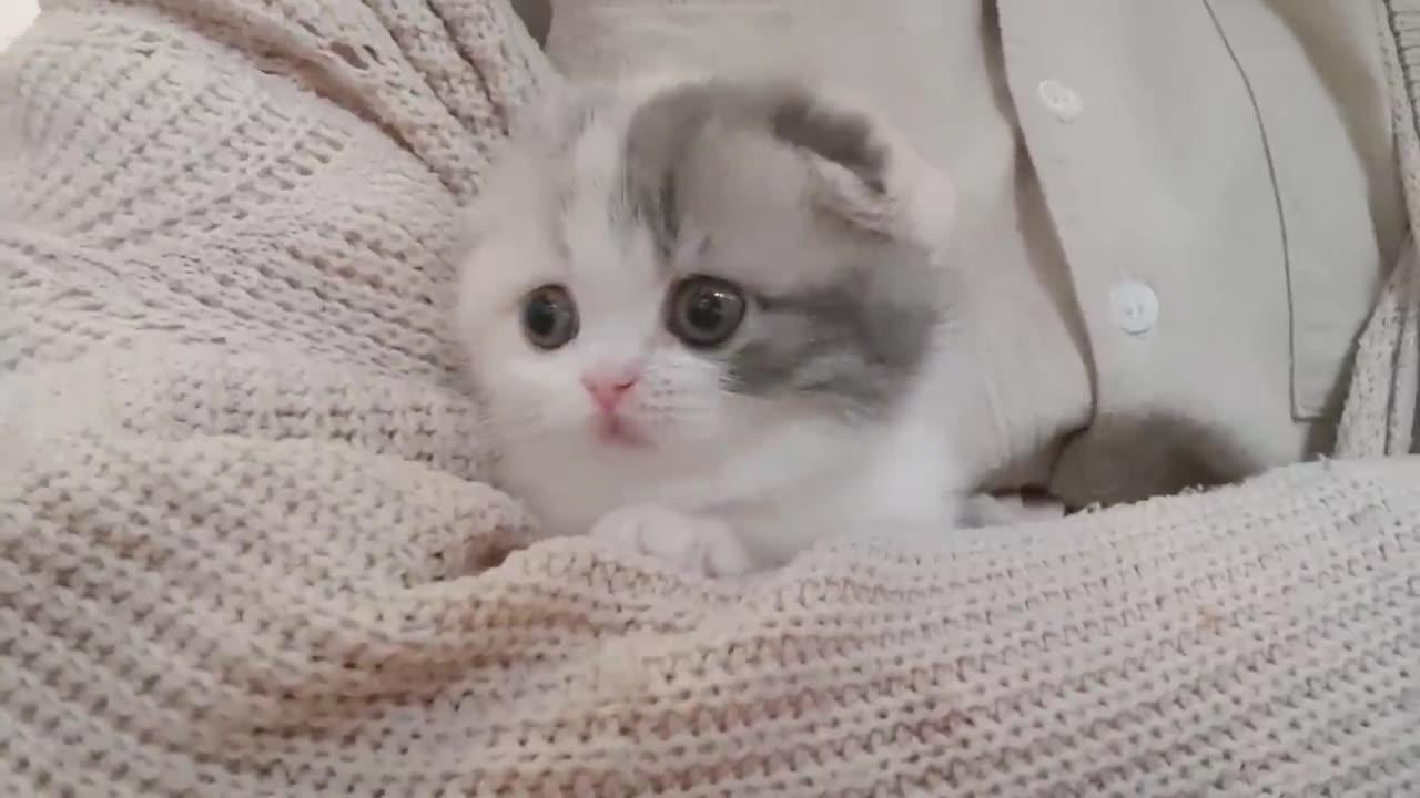 Meet my purrfect little fluffball! Can't - One News Page VIDEO