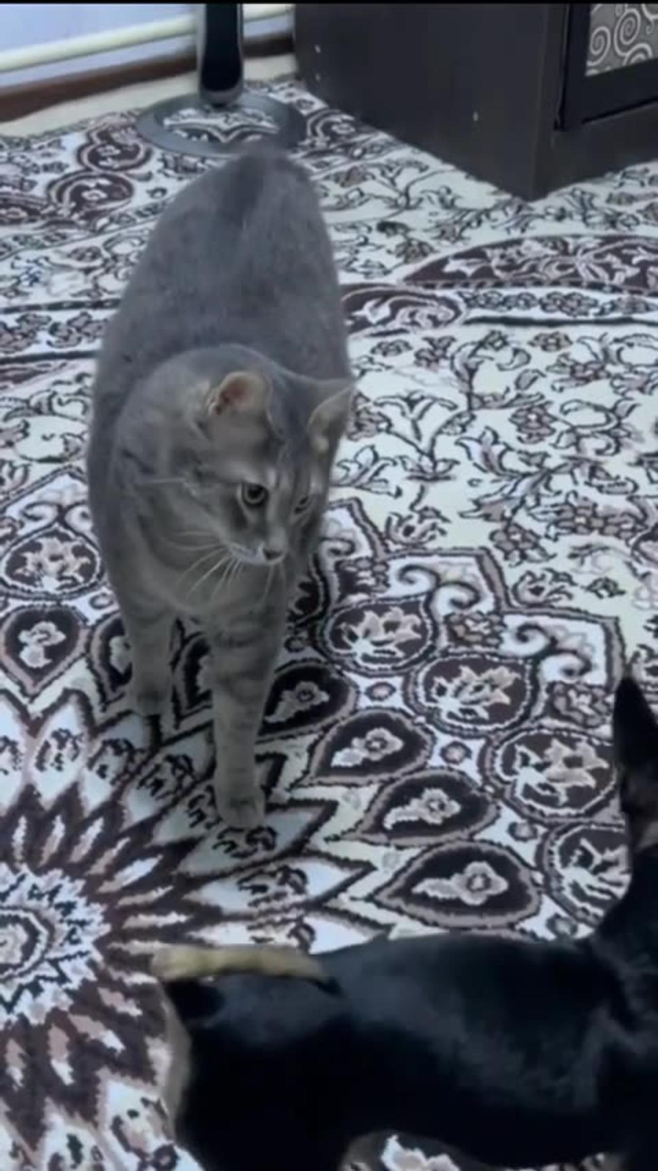 Cat video funny billi ka nya khel - One News Page VIDEO