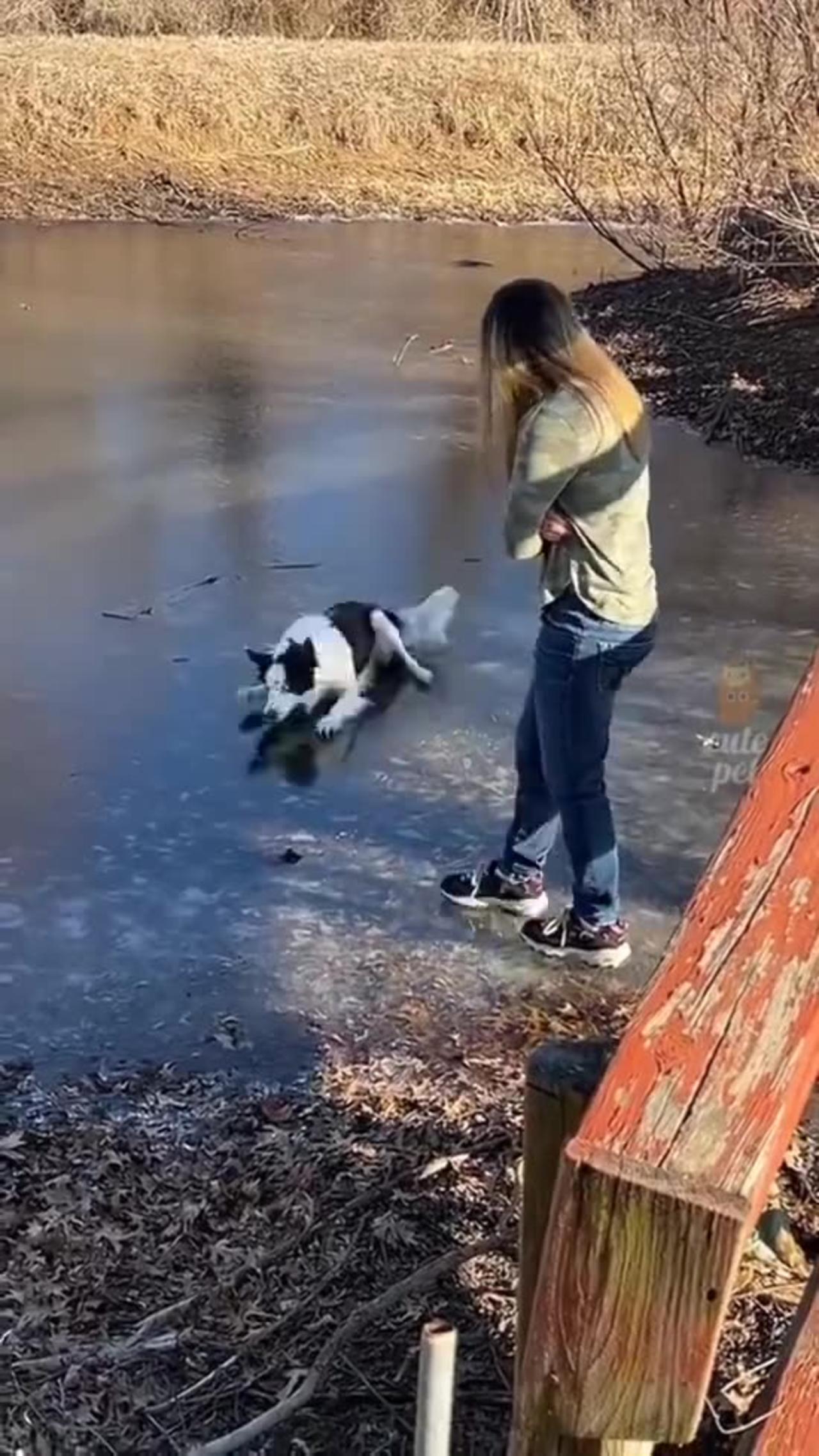 Some funny animal capture you must to see - One News Page VIDEO