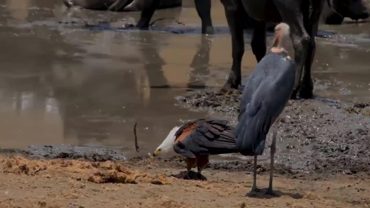 Can The Eagle Attack And Defeat The Buffalo? - One News Page VIDEO