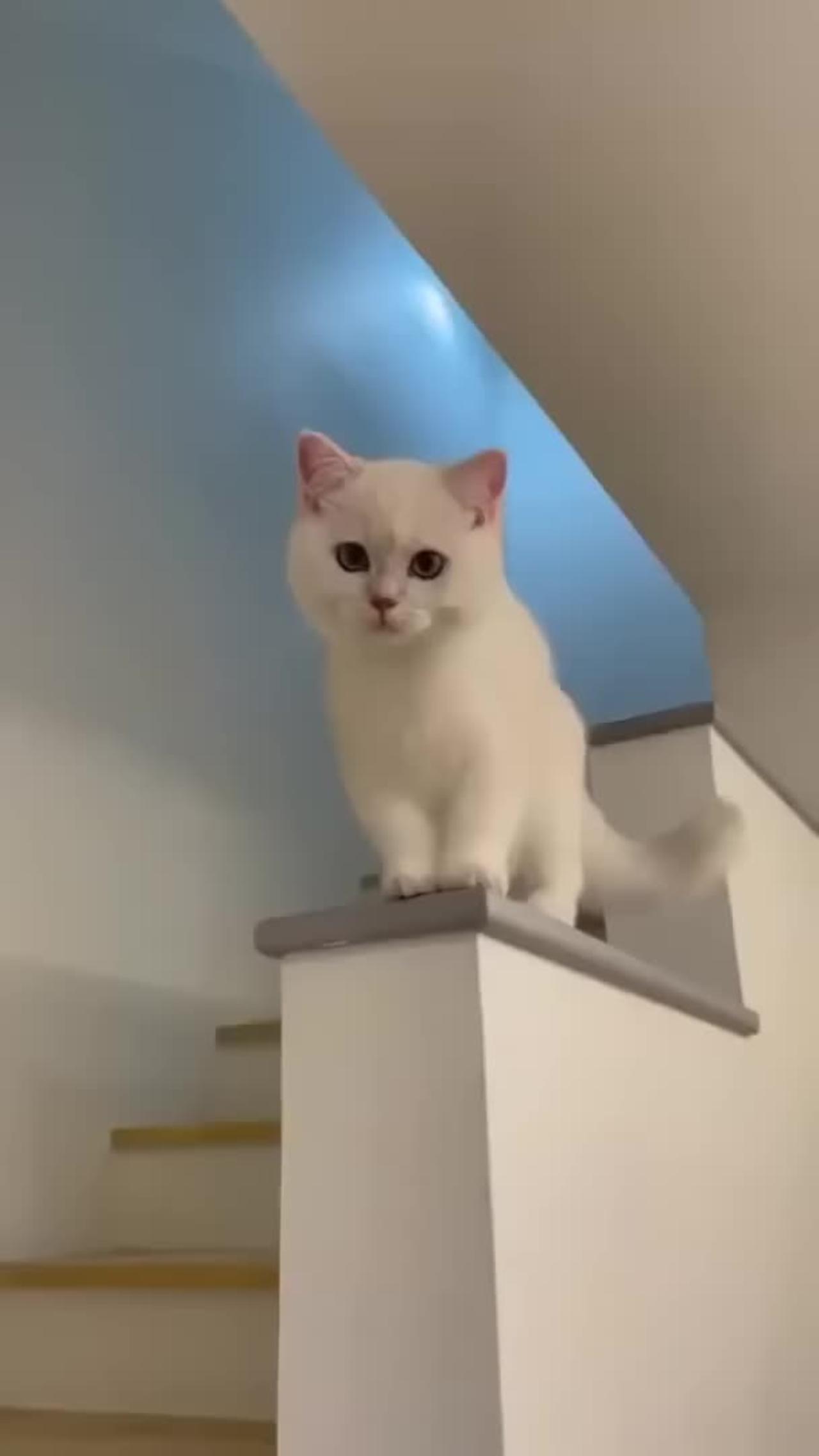 Cute 🐈😺 cat white cat so some - One News Page VIDEO
