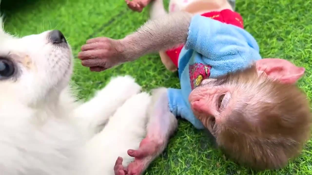 Monkey 🐒 - One News Page VIDEO