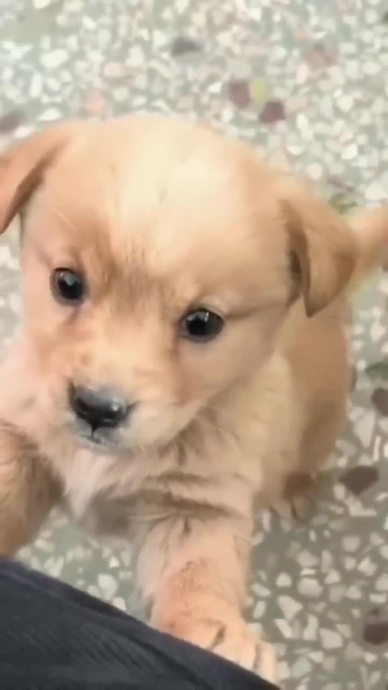 Baby Dog funny Video - One News Page VIDEO