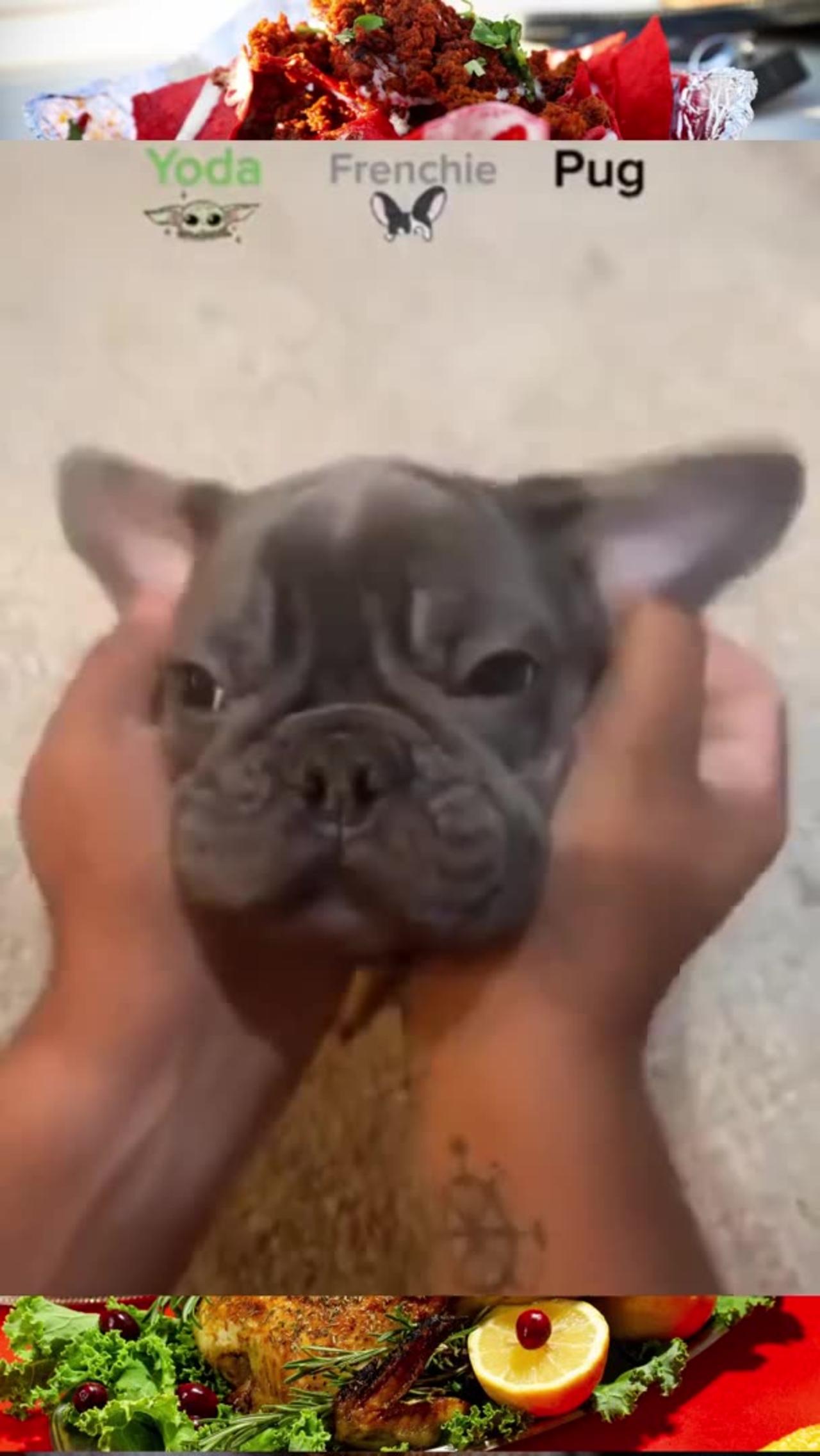 Wow! Very Good Baby Dogs -Cute And Funny Dog - One News Page VIDEO