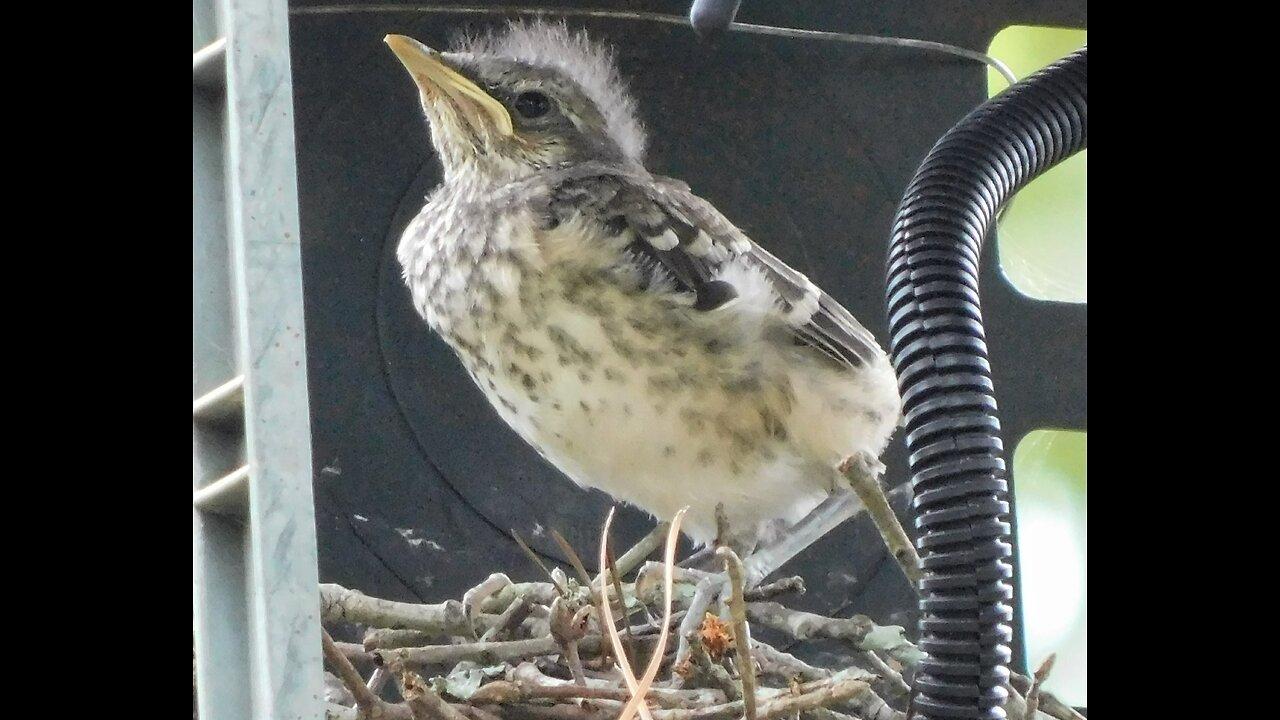 Mockingbird Fledgling baby birds' final day - One News Page VIDEO