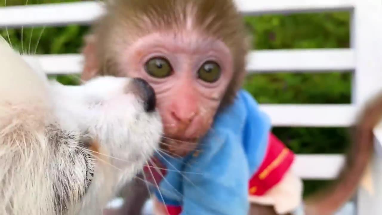 Monkey Baby Bon Bon oes to the toilet and plays - One News Page VIDEO