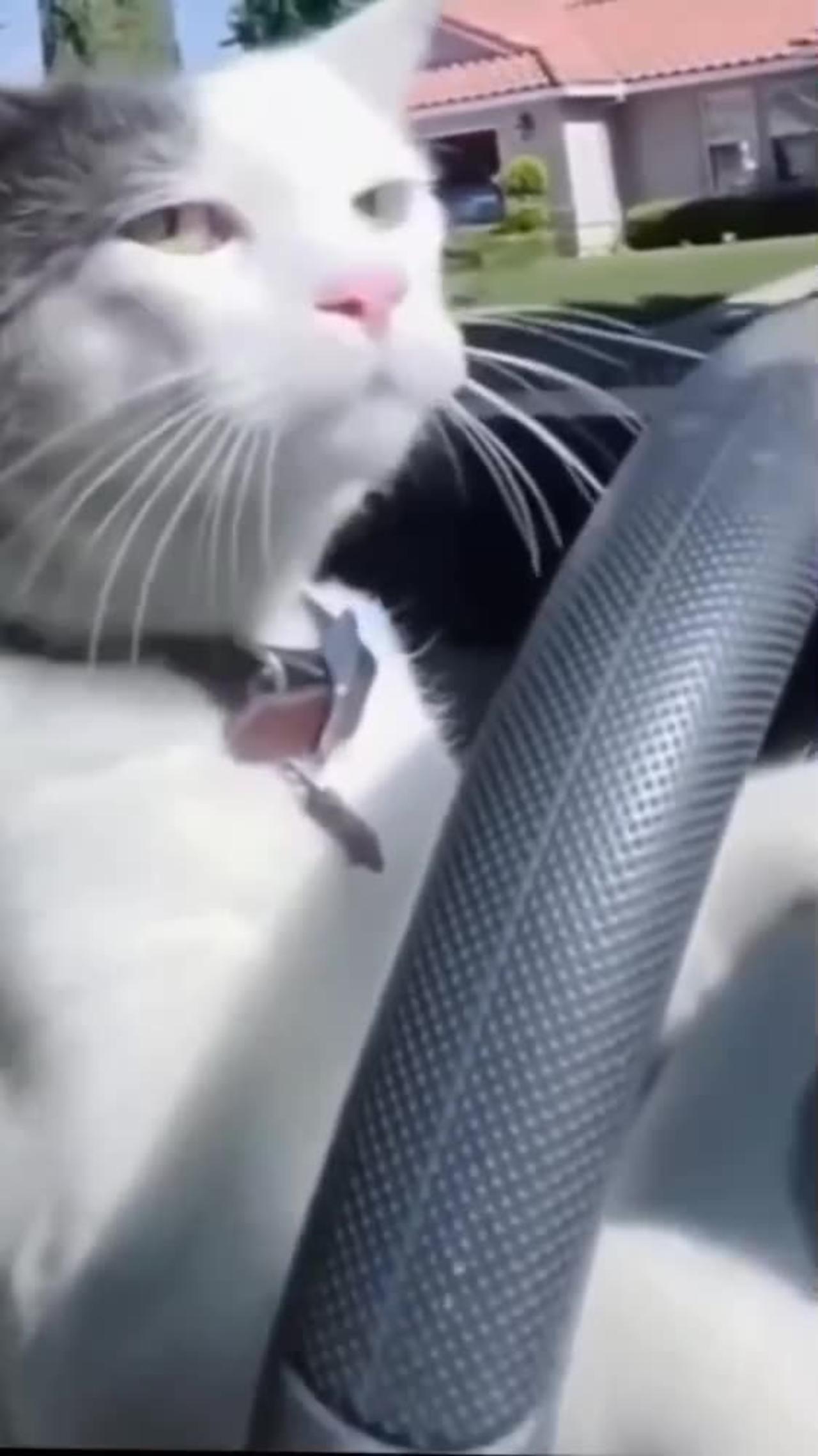 Mama cat driving a car 🤣? - One News Page VIDEO