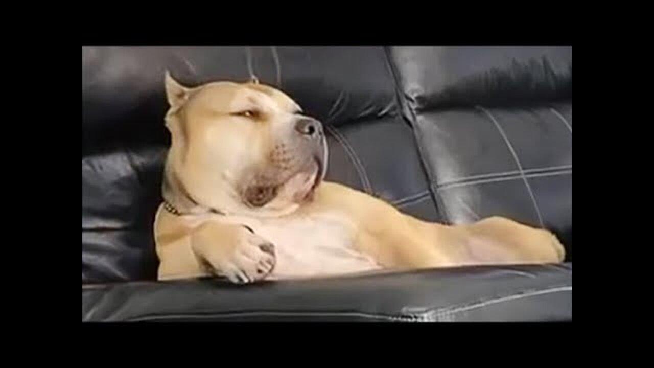 Dog epic reaction. Funniest video of dog - One News Page VIDEO