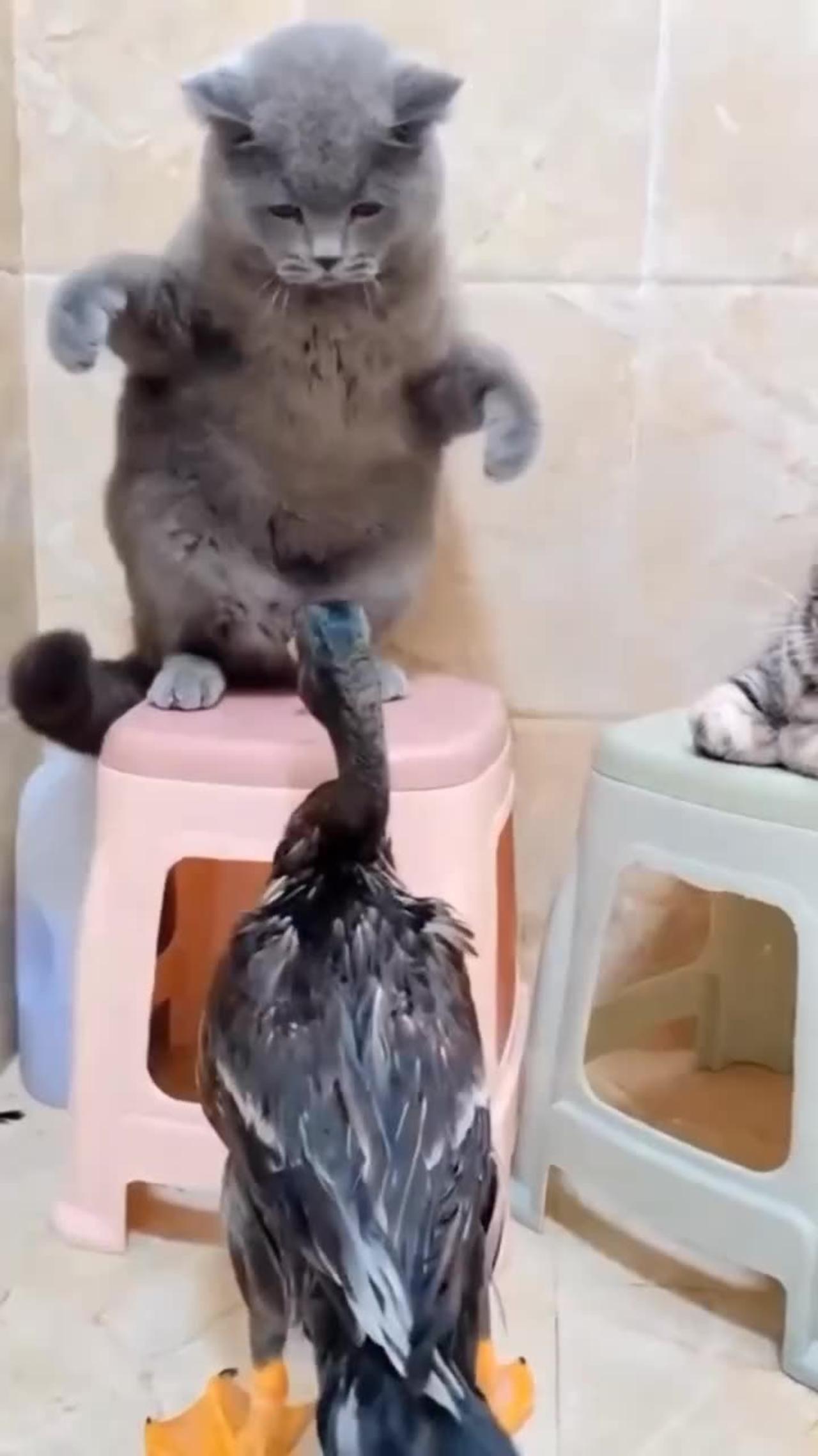 Dog and monkey cute fighting - One News Page VIDEO