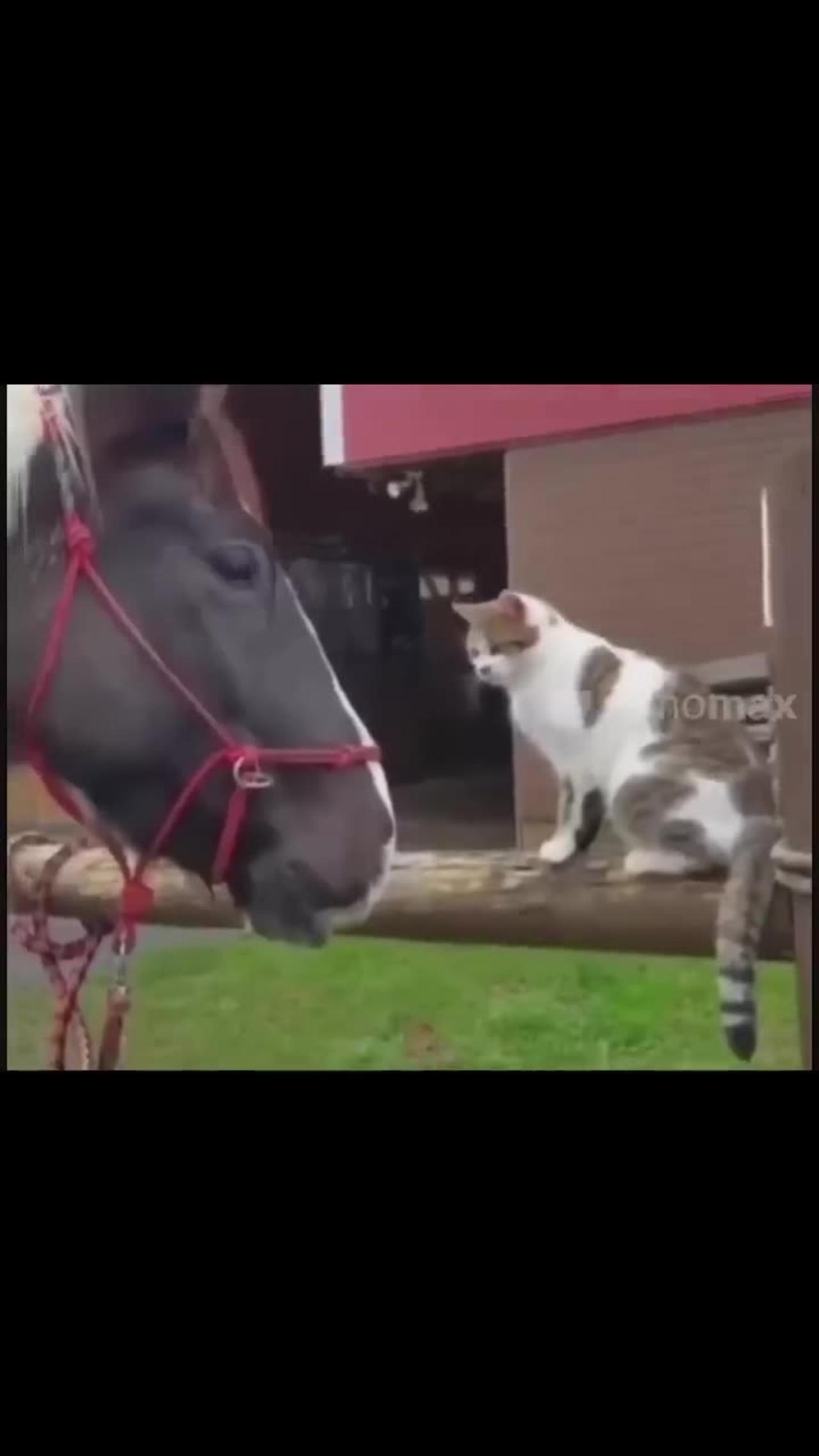 Funny pet animal video - One News Page VIDEO