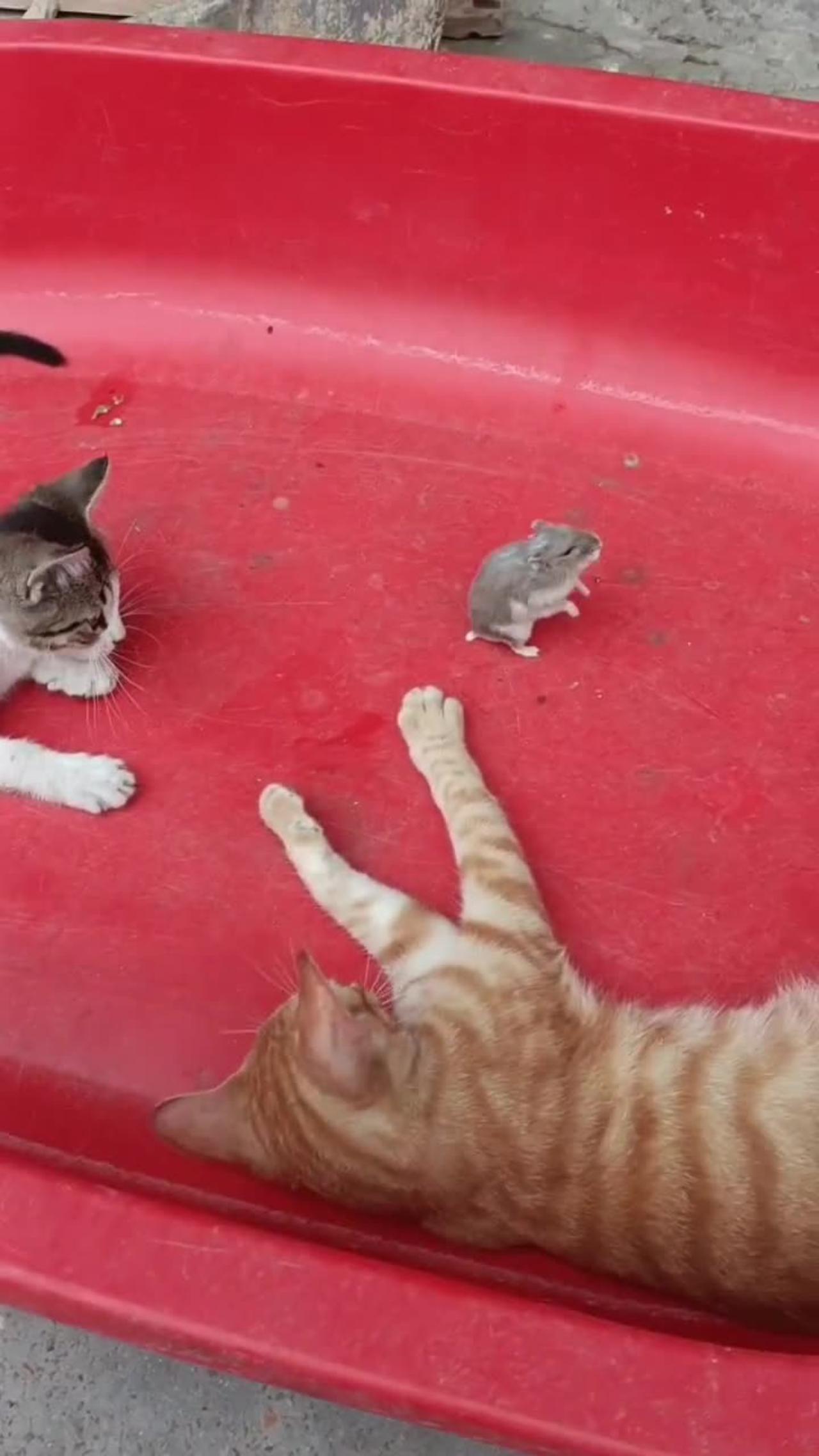 How to my cat funny videos - One News Page VIDEO