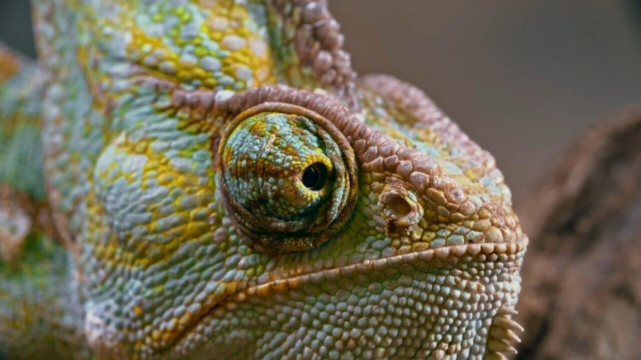 Animals Video | Best Animals compilation 2023 | - One News Page VIDEO