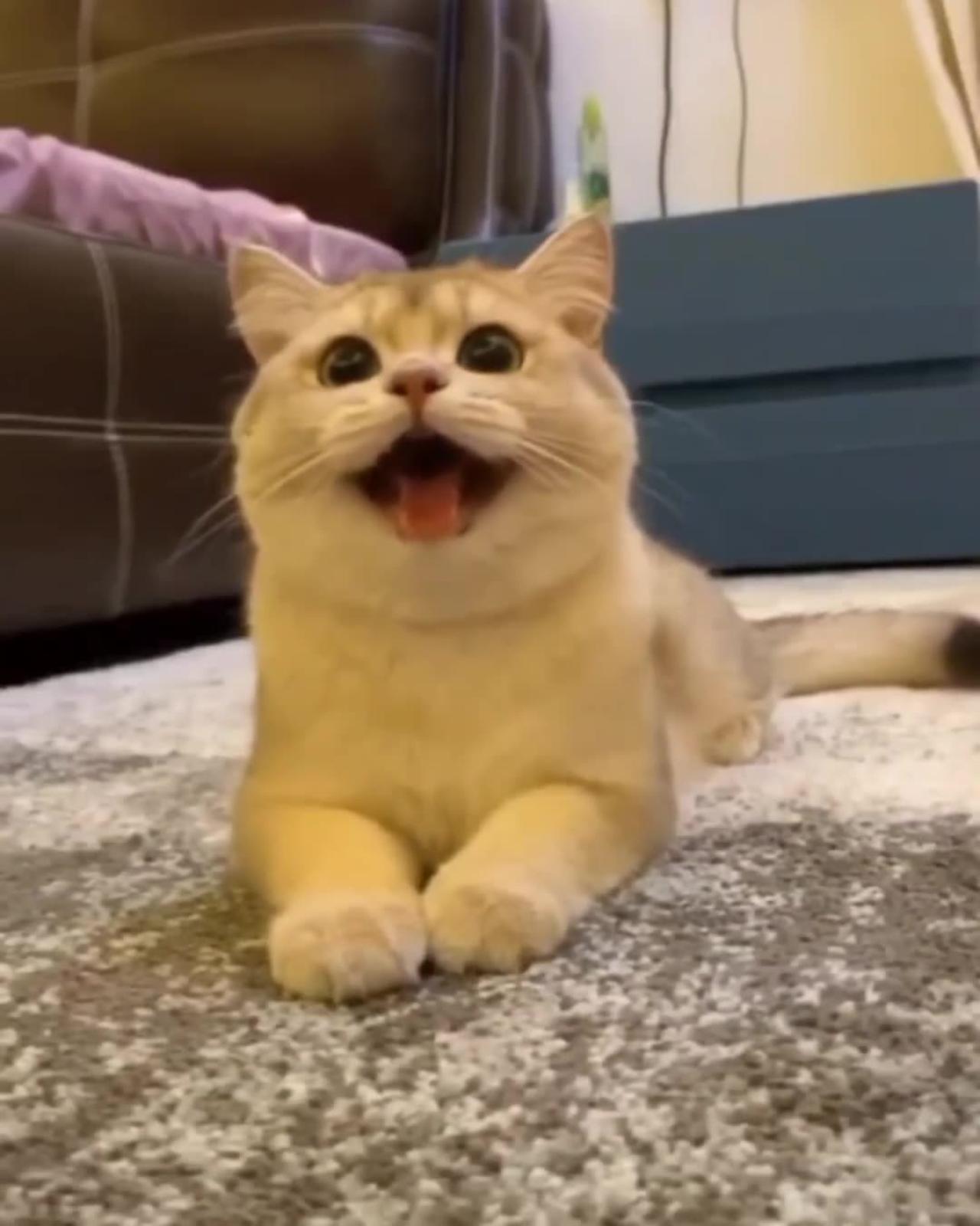 "Claws and Laughs: Hilarious Antics of - One News Page VIDEO